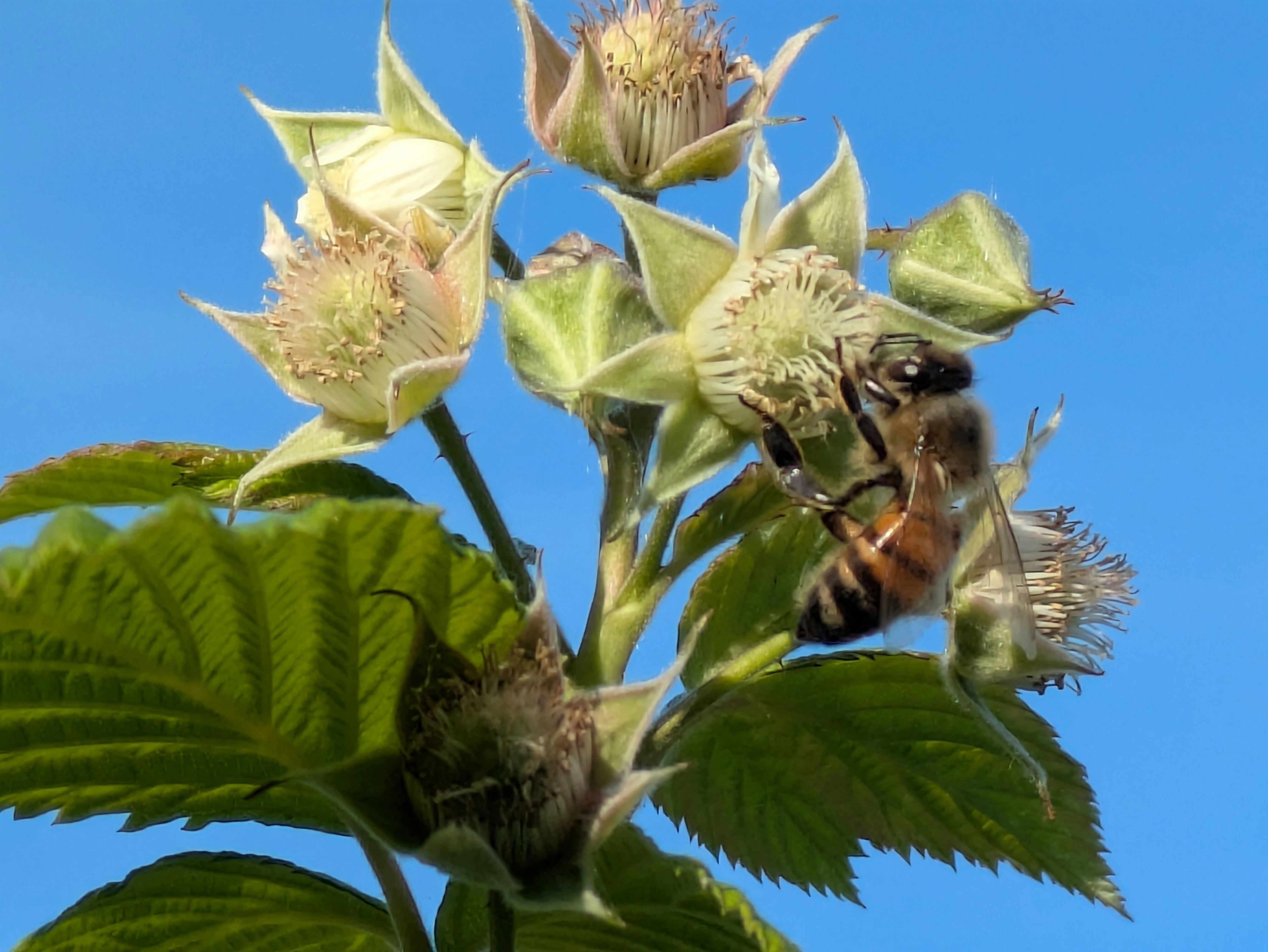 Buzz on Blue: A Honeybee Digs Into Prickly Bloom Under Open Sky