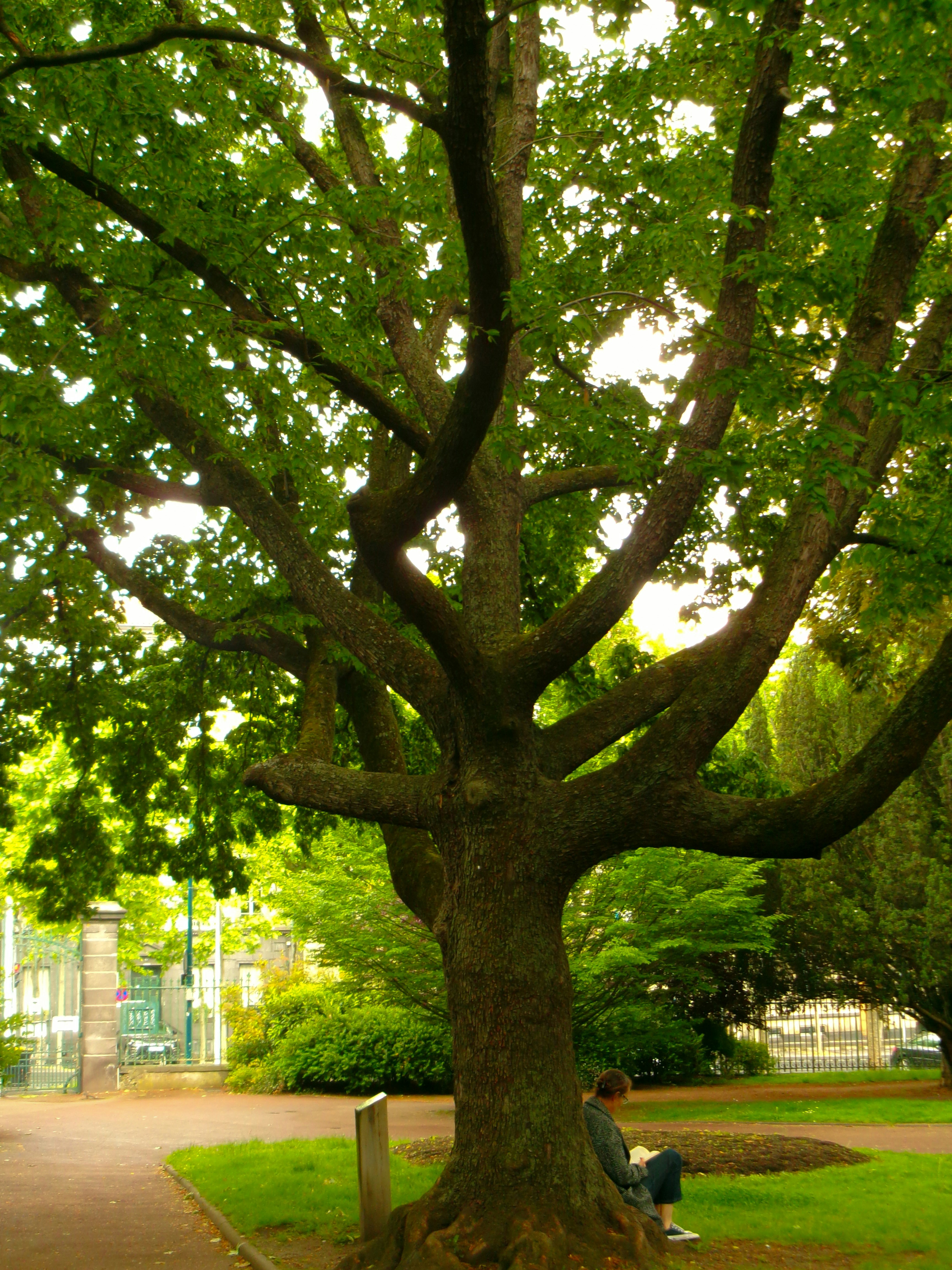 Old Oak Guardian: A Quiet Moment Beneath Branches