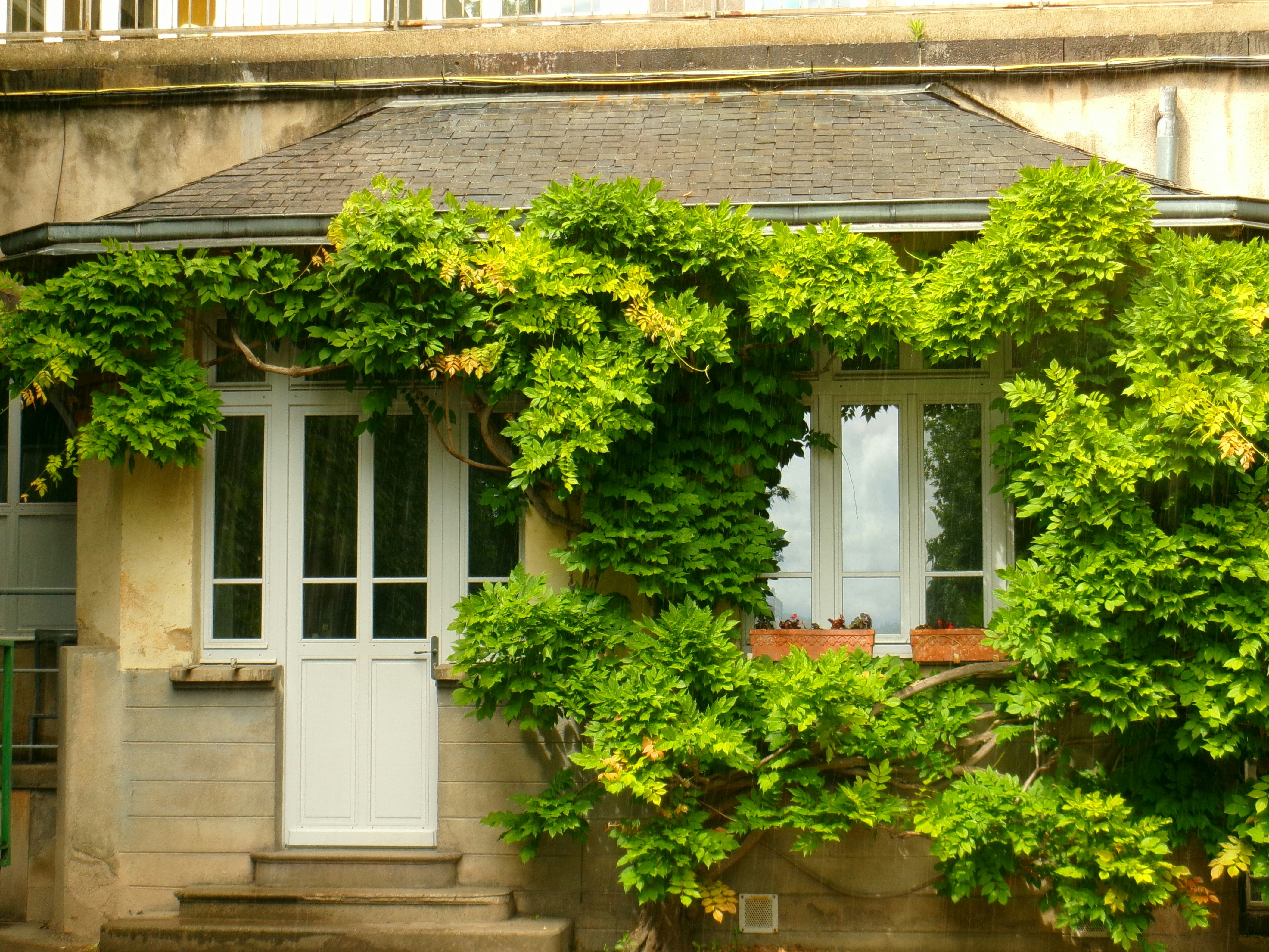 Vine-Covered Entryway: A Quiet Facade Framed in Green