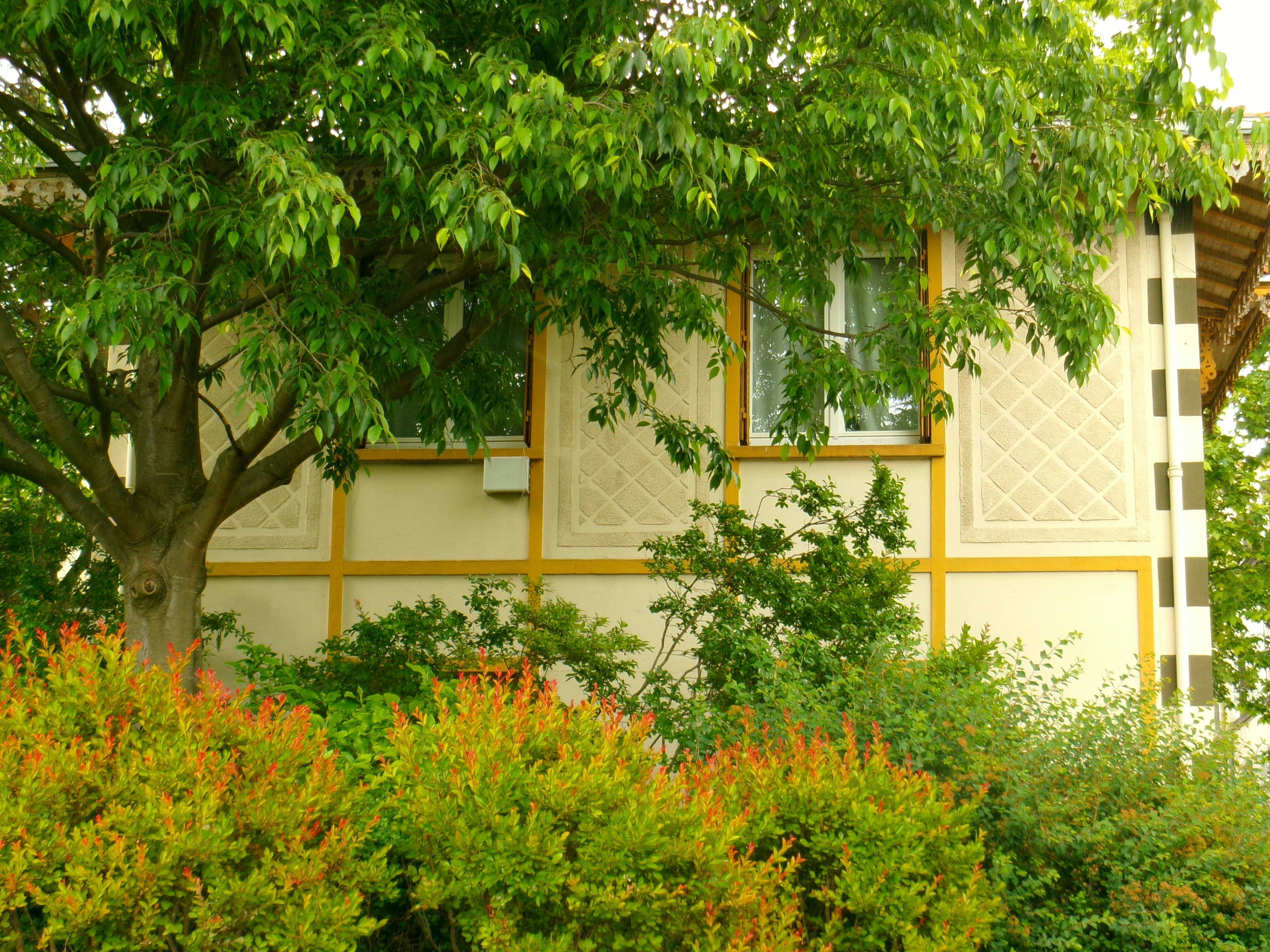 Sunlit Wall with Green Canopy and Flowering Bed