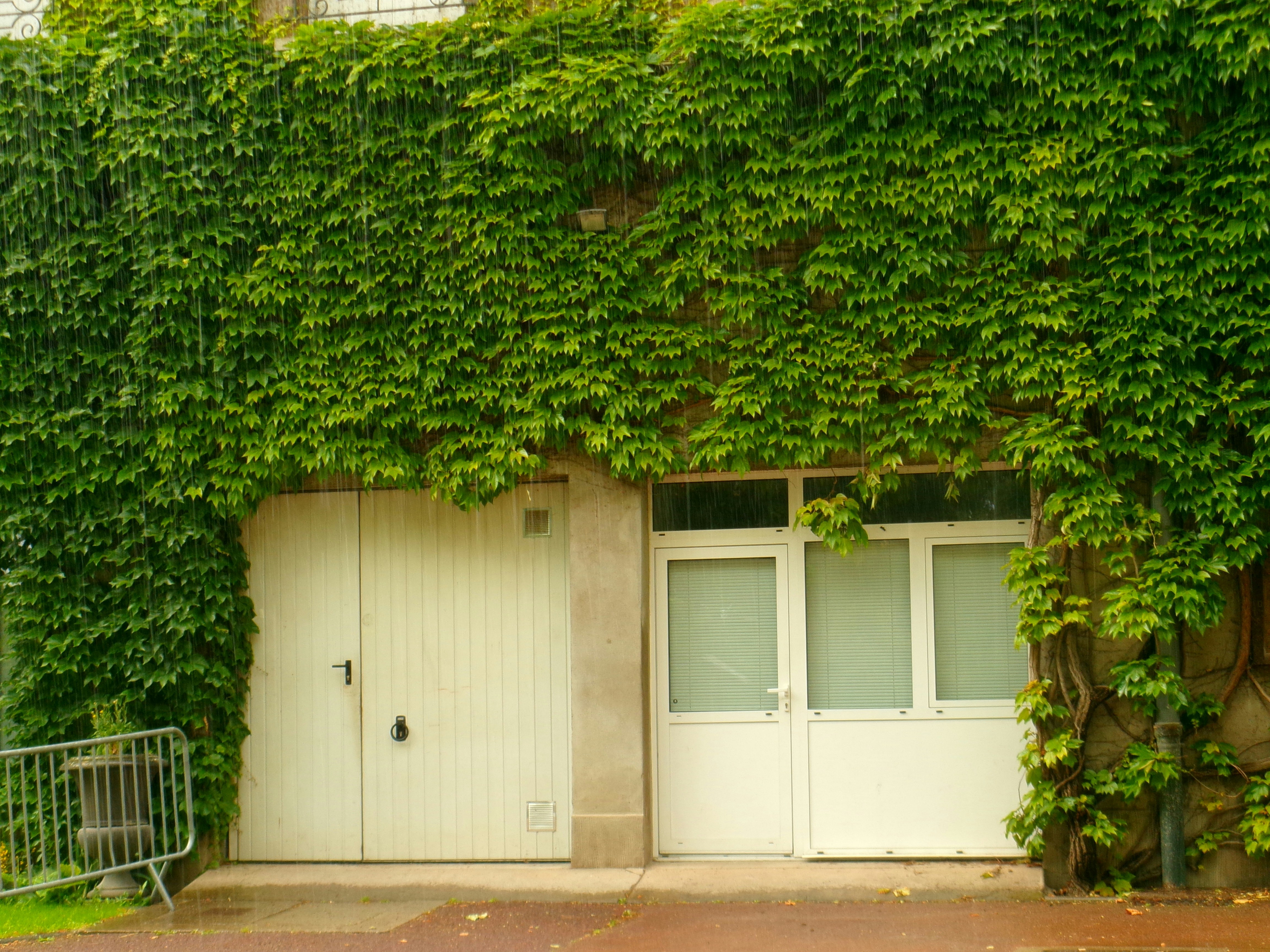 Vine-Covered Facade Over a Closed Doorway and Window
