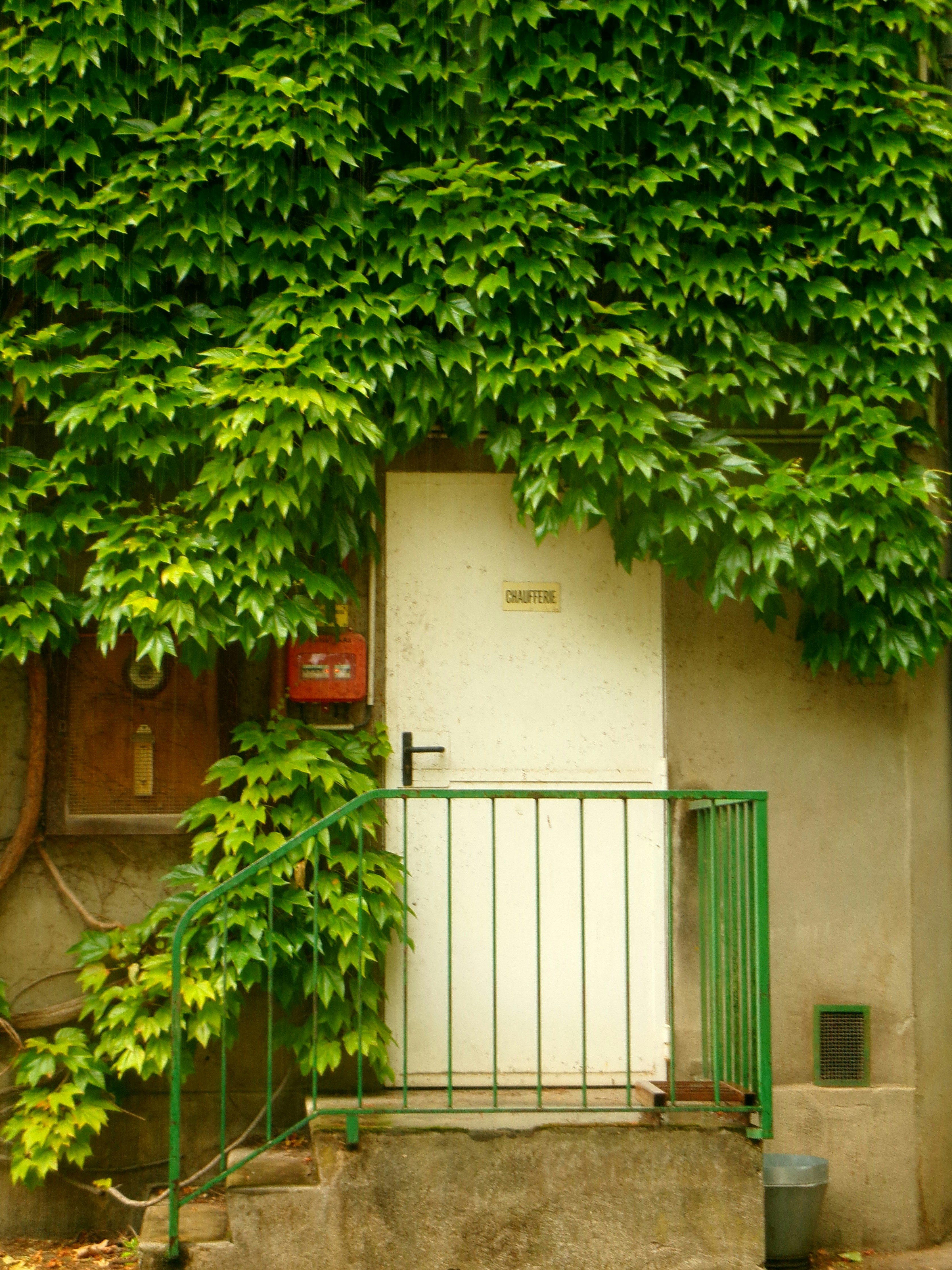Hidden Entrance Behind a Vines-Clip