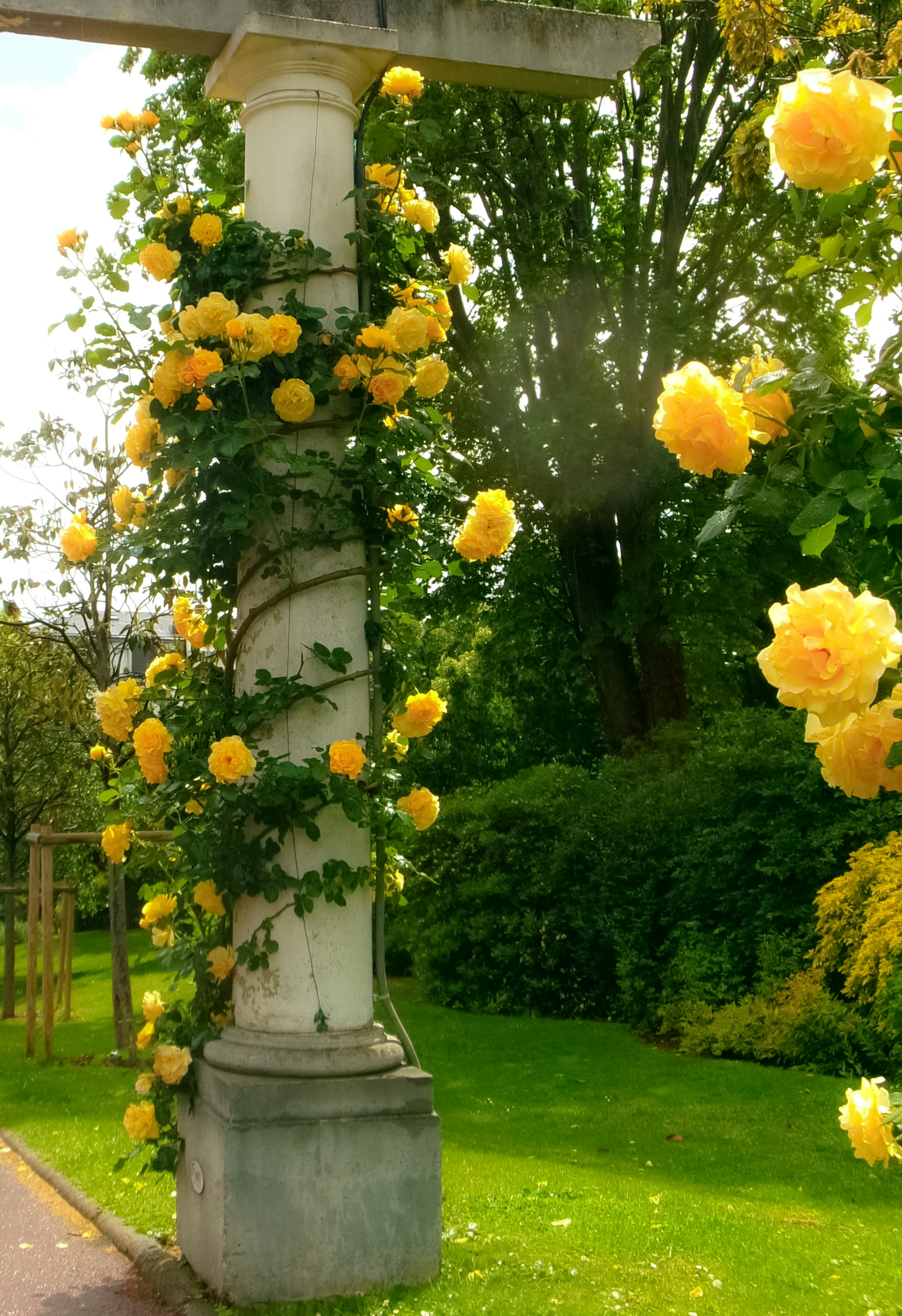Yellow Rose Arch Under a Garden Pergola