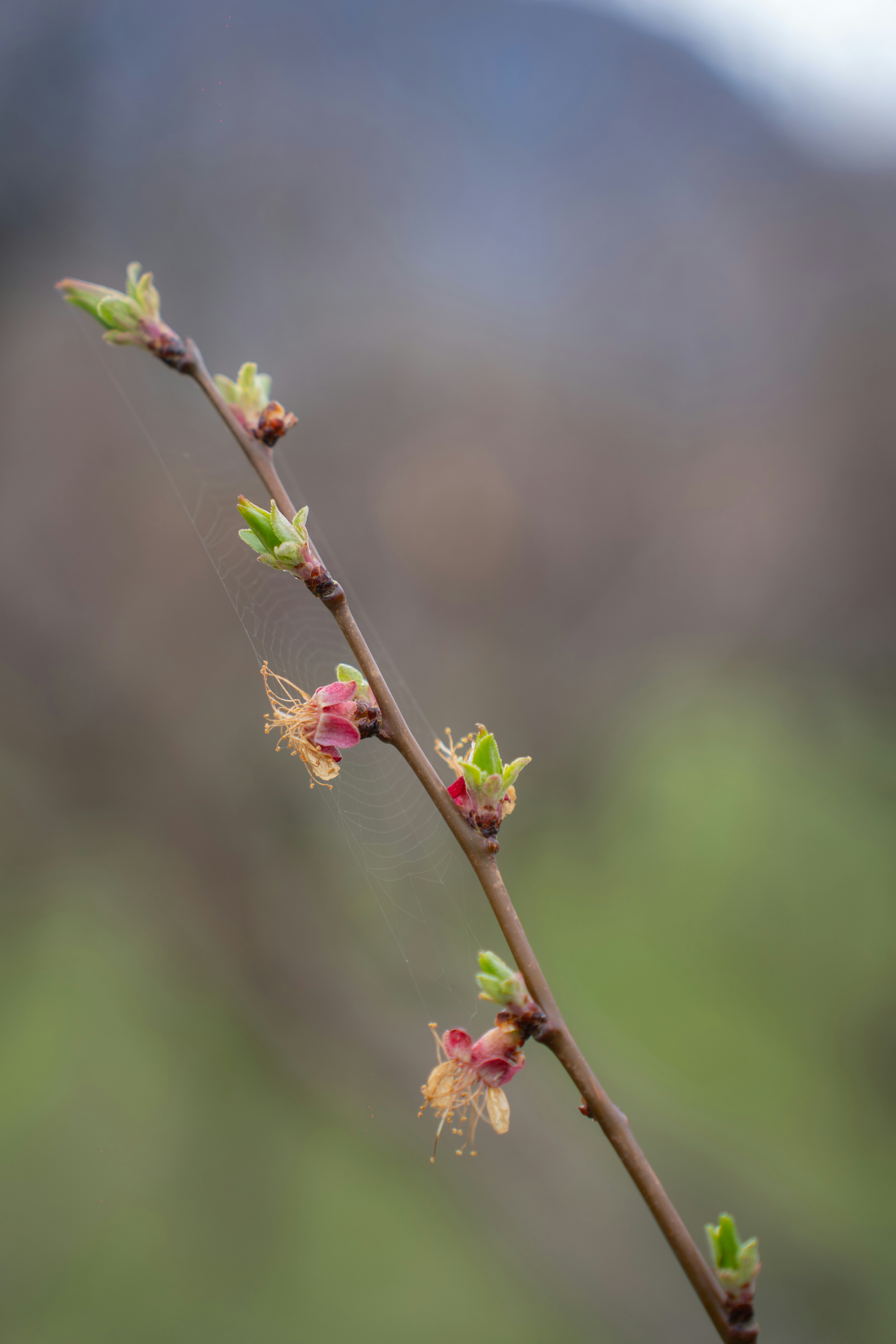 Withered Blossom Threads and Spider Silk