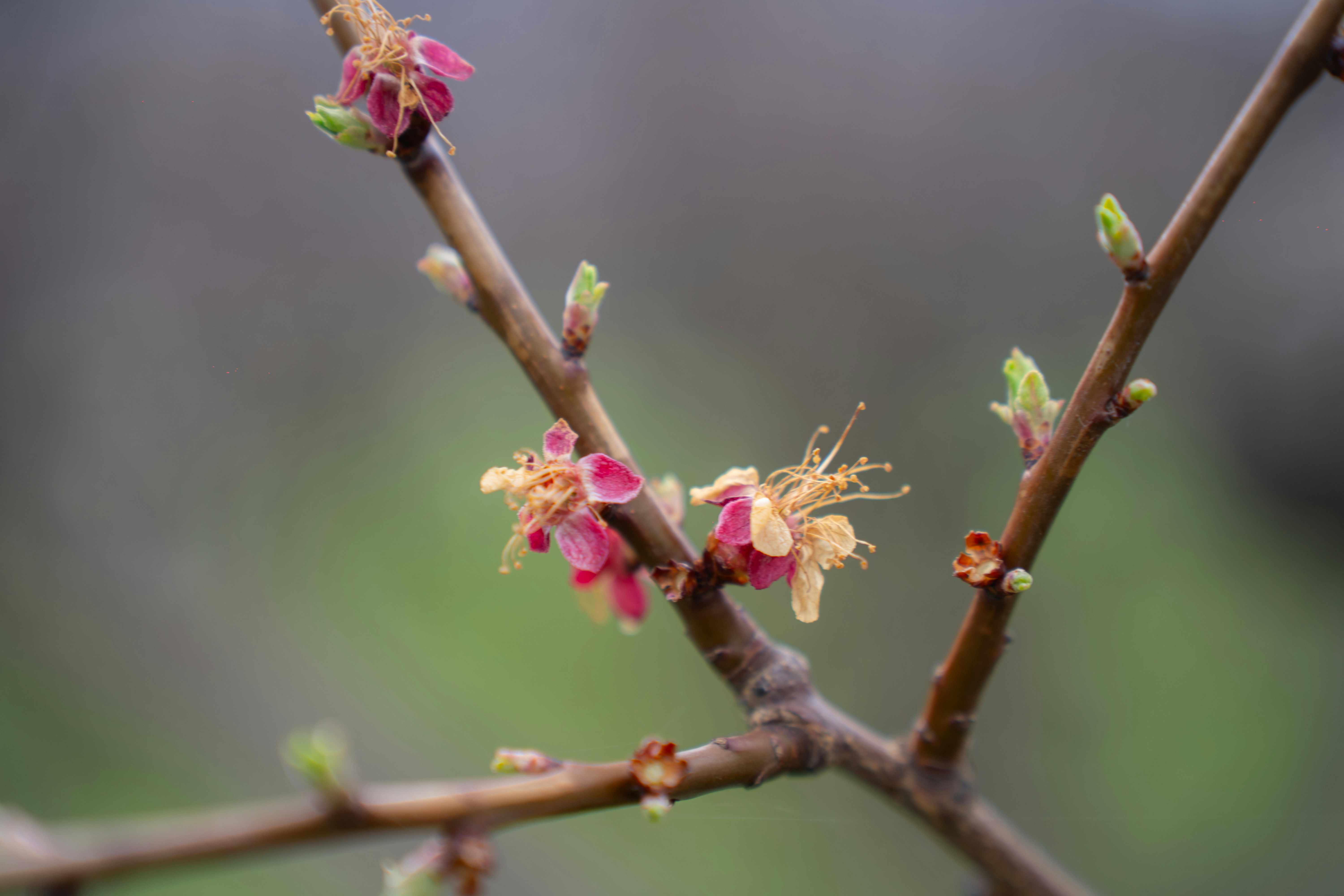 New Buds on the Naked Branch: Spring Emergence