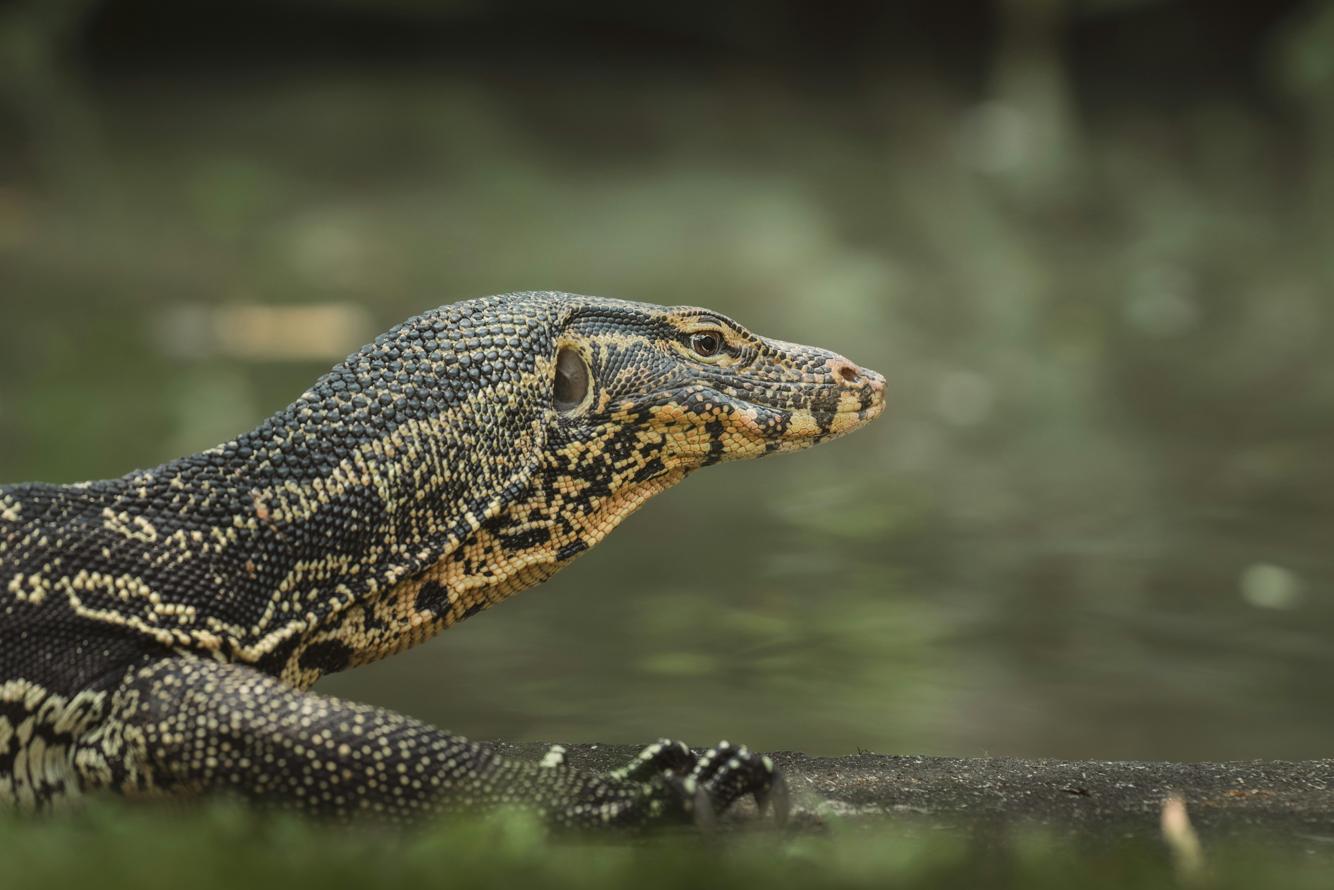 Scaled Gaze: A Monitor Lizard at the Water’s Edge