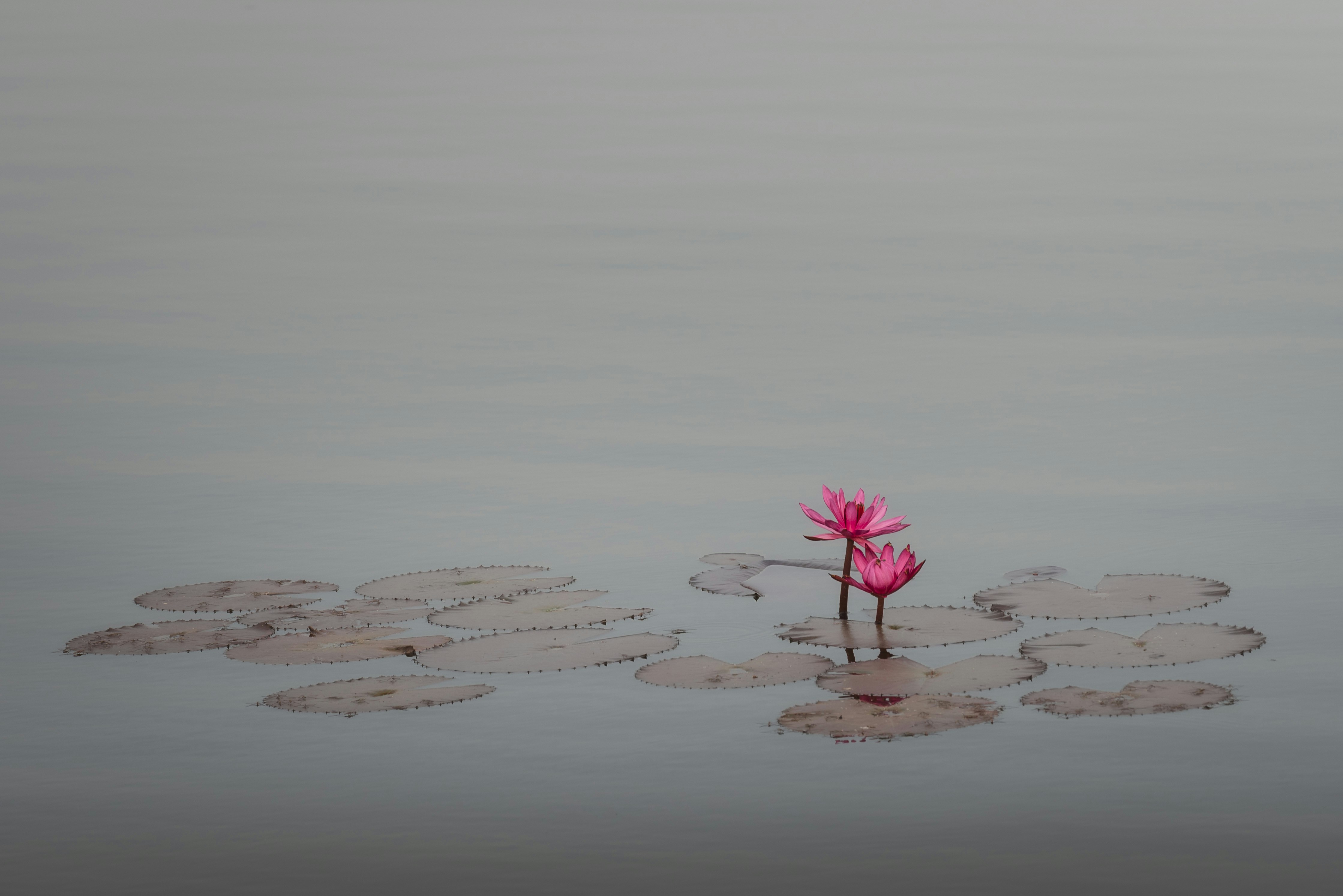 Pink Lotus Emergence on a Quiet Mirror