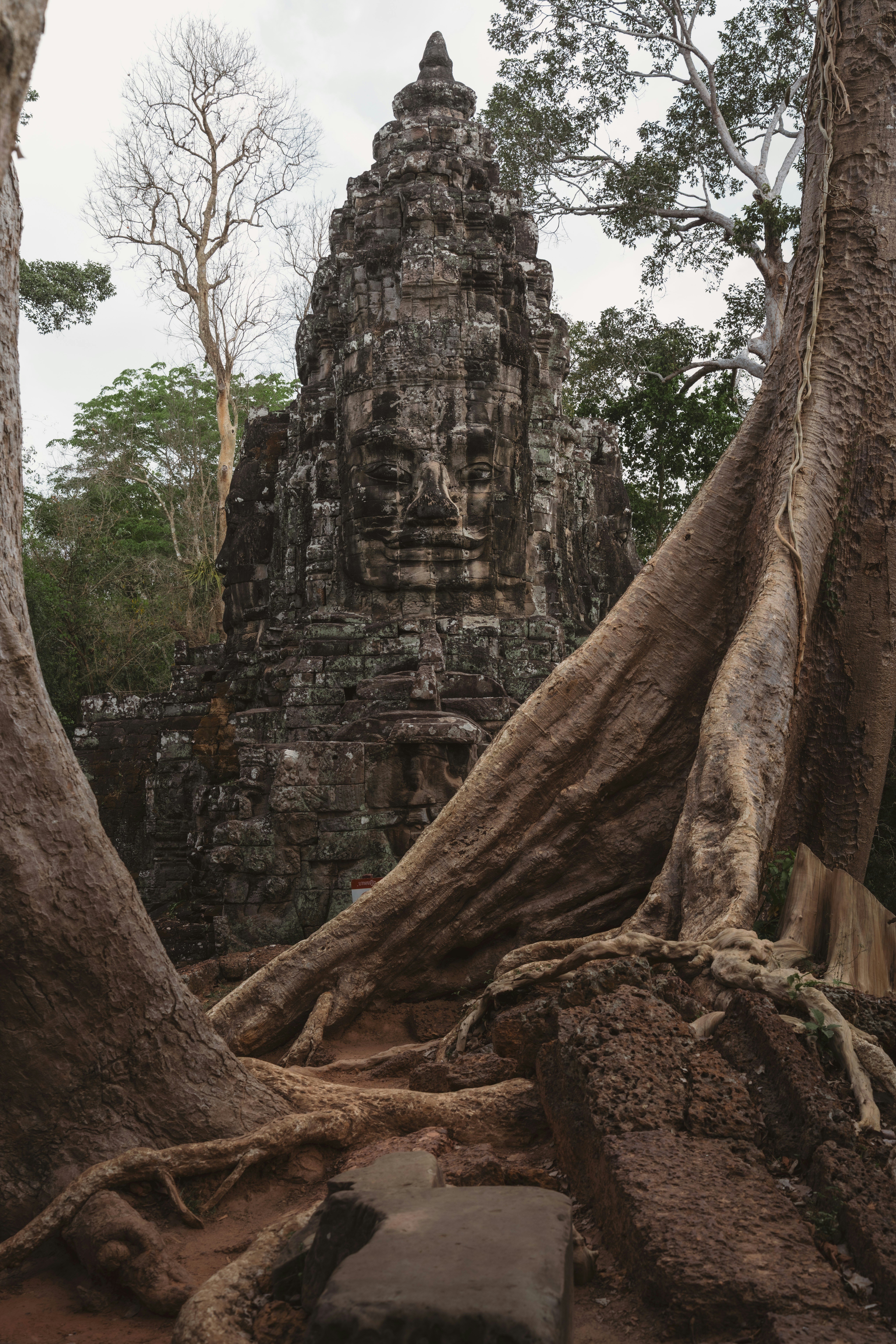 Root-Guarded Face of Angkor: The Stone Sentinel Emerges