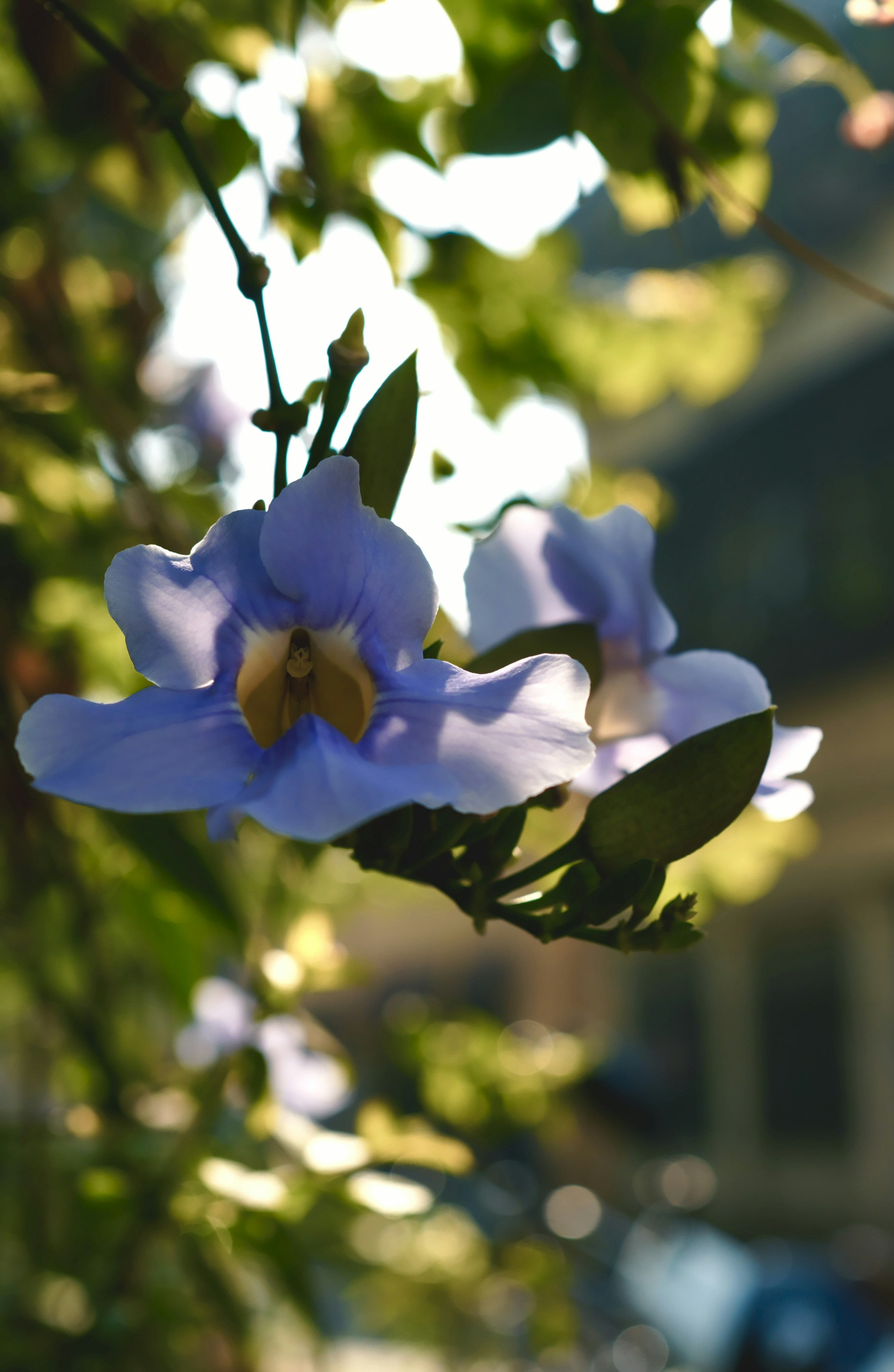 Blossom in Soft Focus: A Blue Hibiscus Reaches Toward the Sun