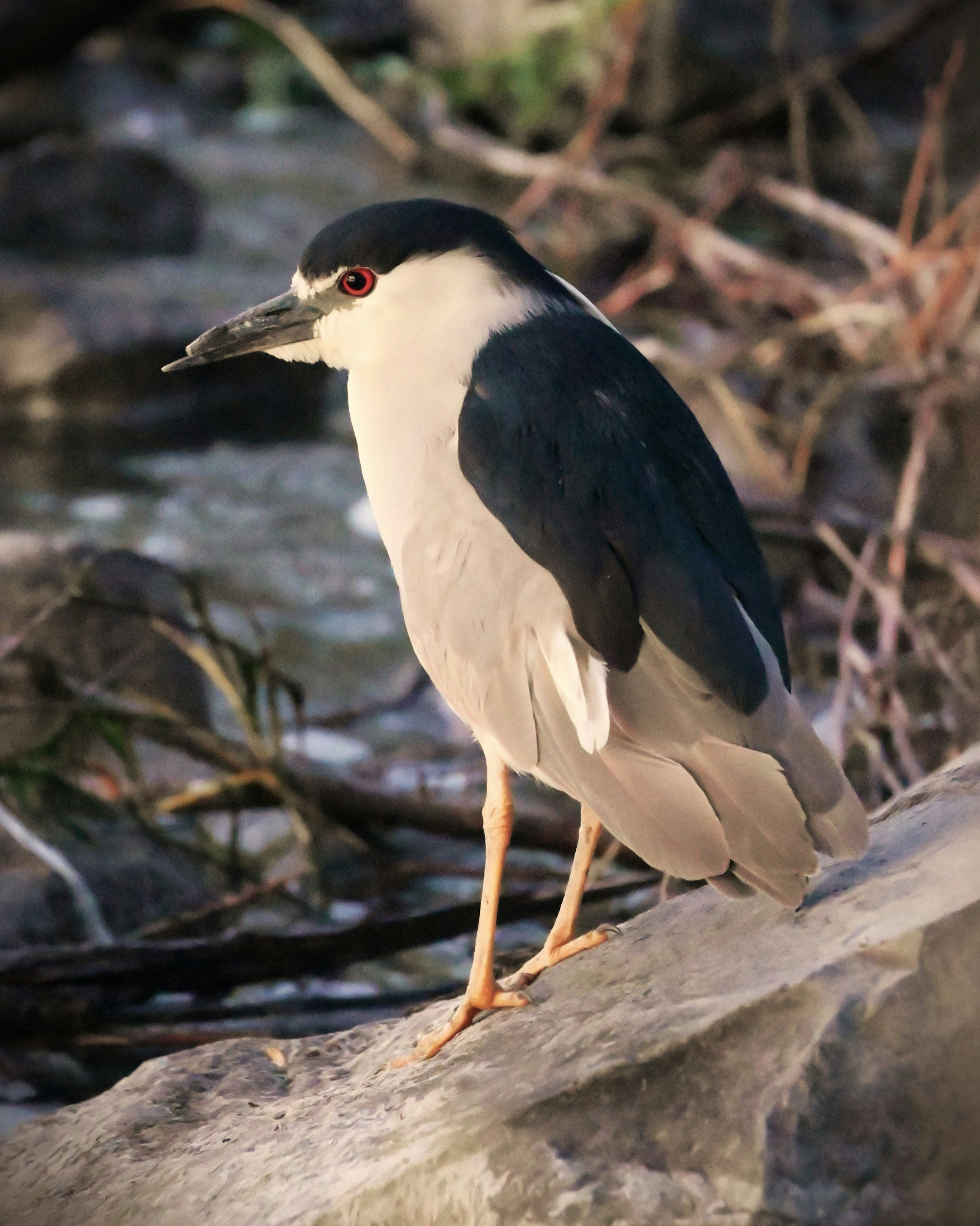 Red-eyed Black-crowned Heron on a sunlit riverbank