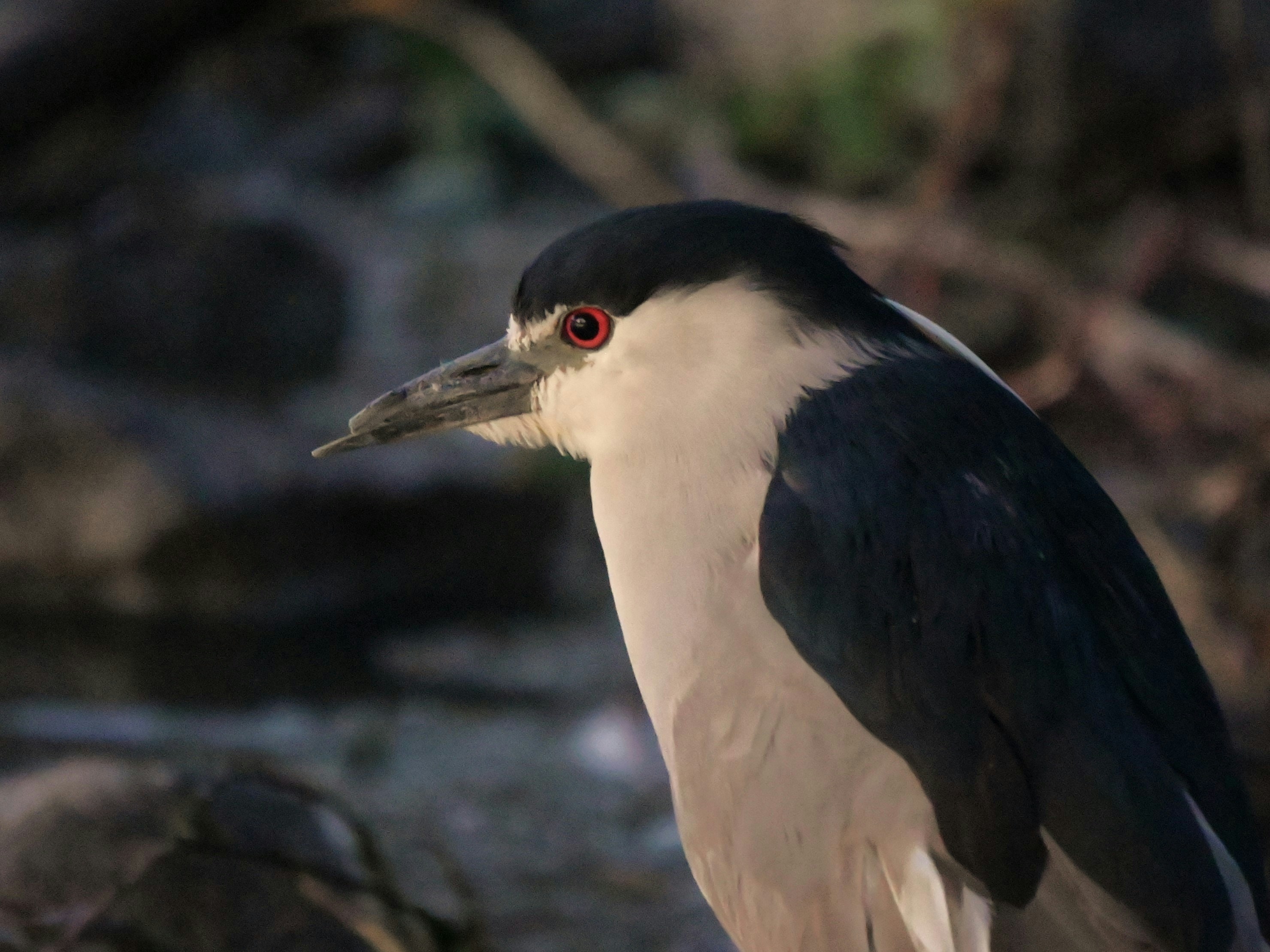 Black-crowned Night Heron in Portrait Light