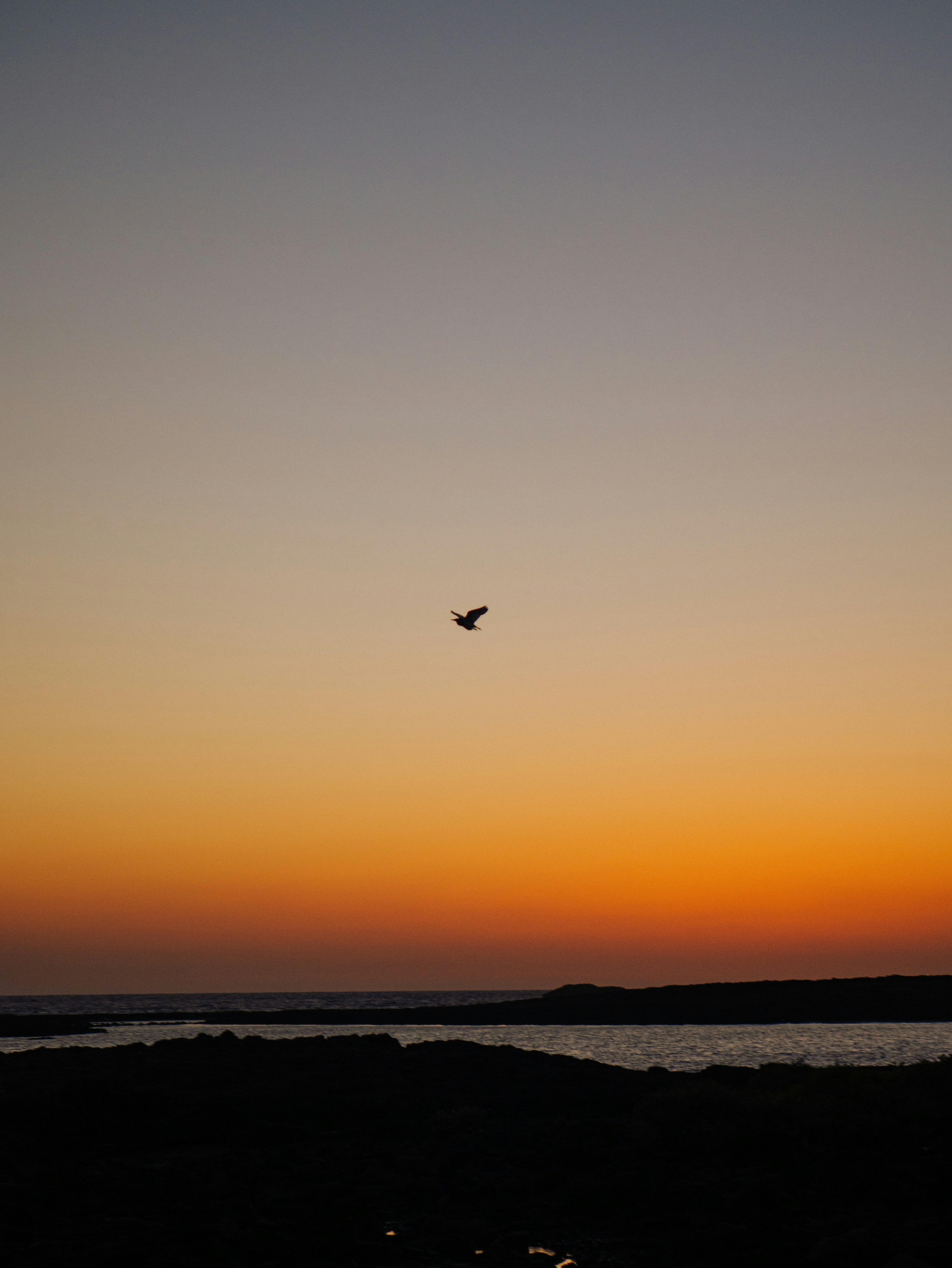 Solitary Flight at Dusk over Quiet Waters