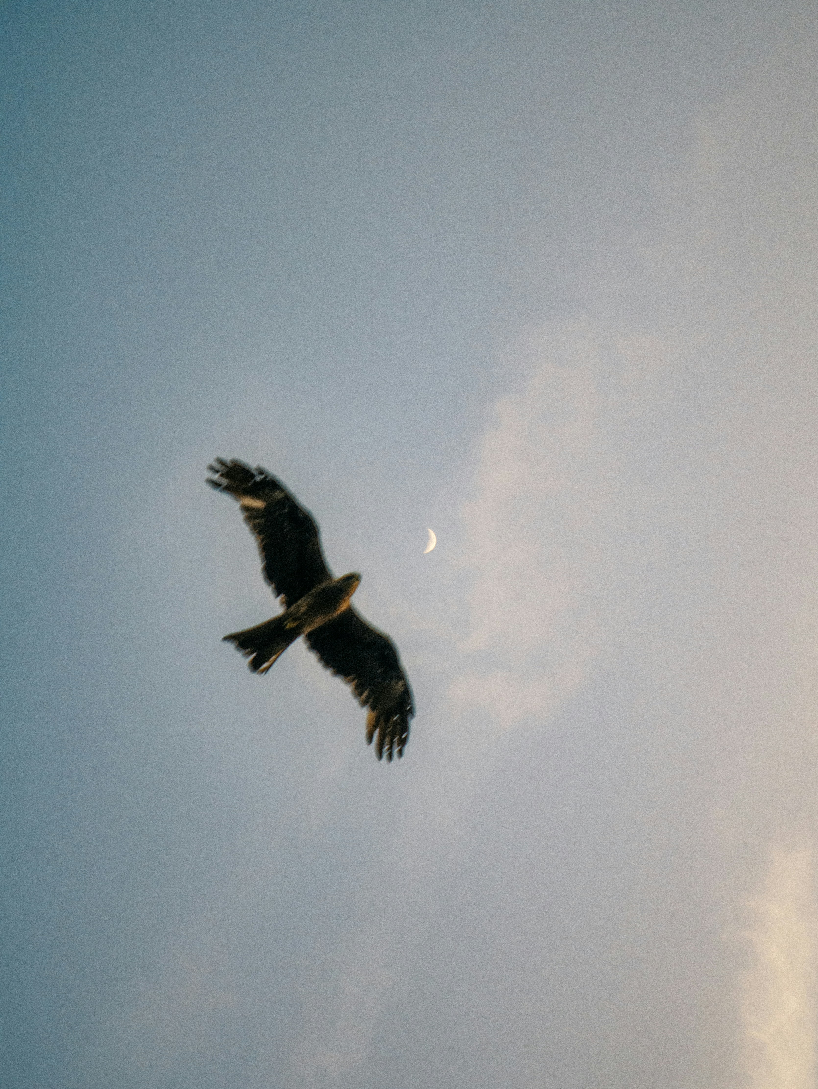 A lone hawk soars beneath a crescent moon against a soft sky