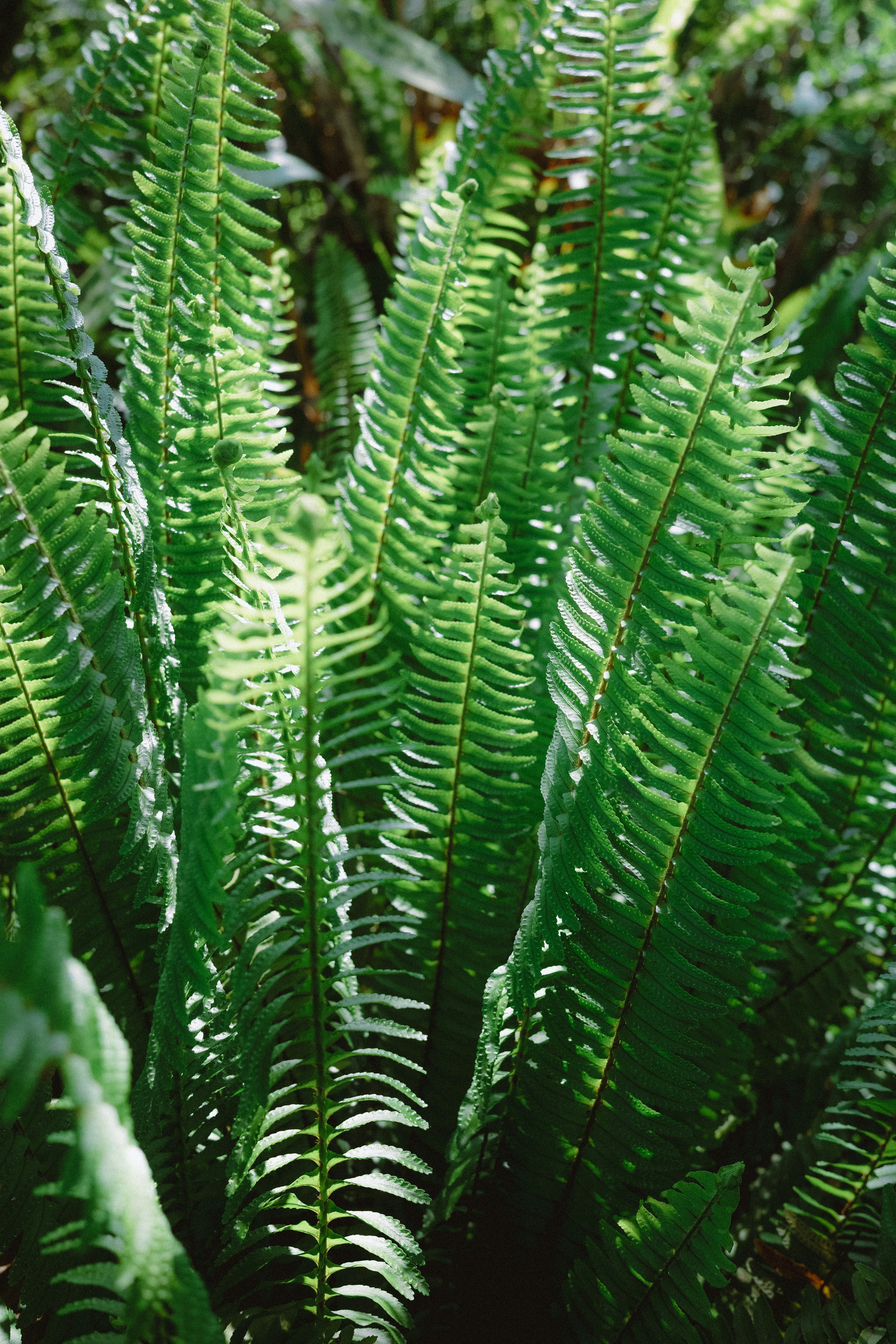 Fronds of Light: Close-Up of a Fern’s Verdant Chorus