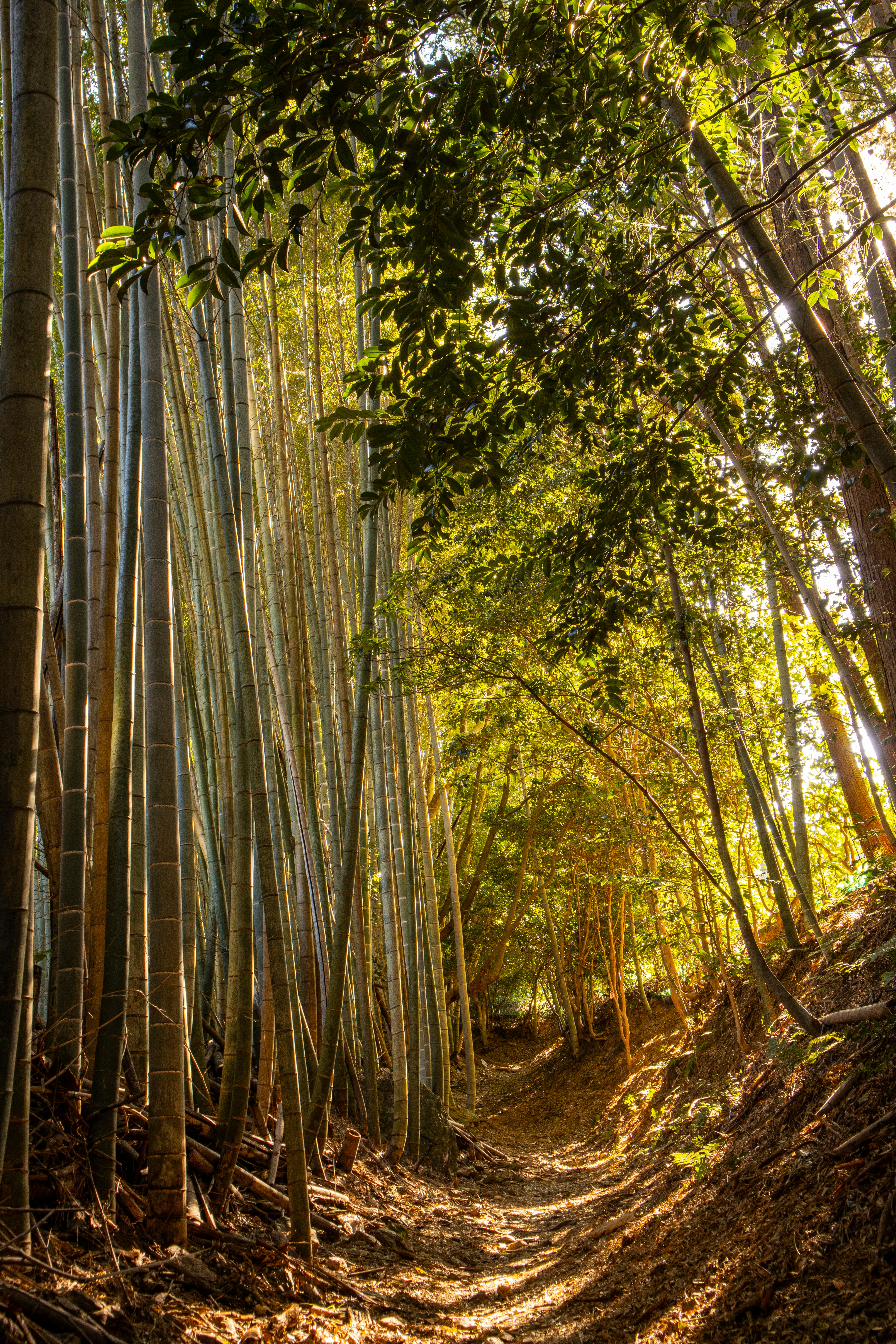 Golden Timber Walk: Sunlit Bamboo Corridor