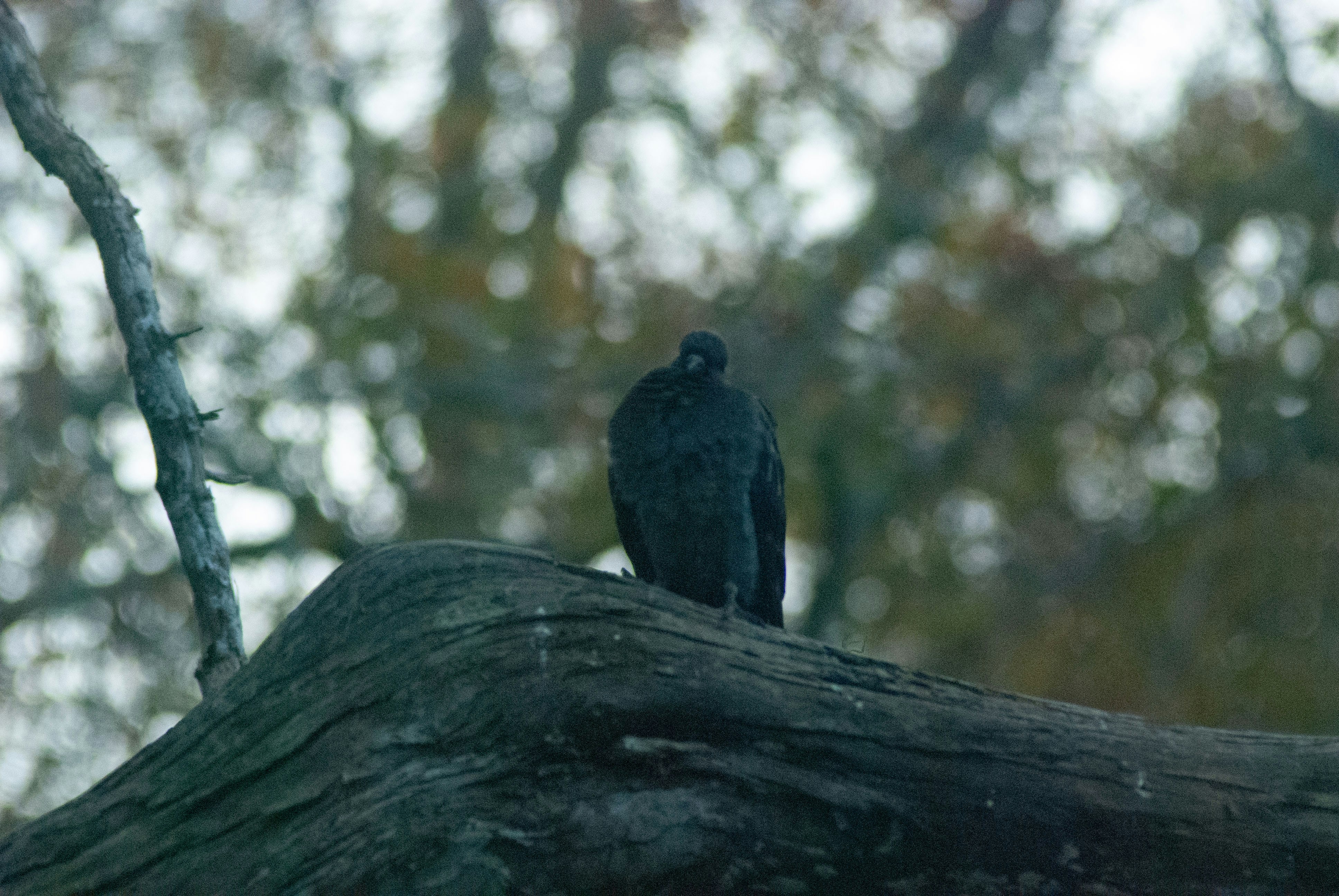 A Quiet Perch: Dark silhouette on weathered wood