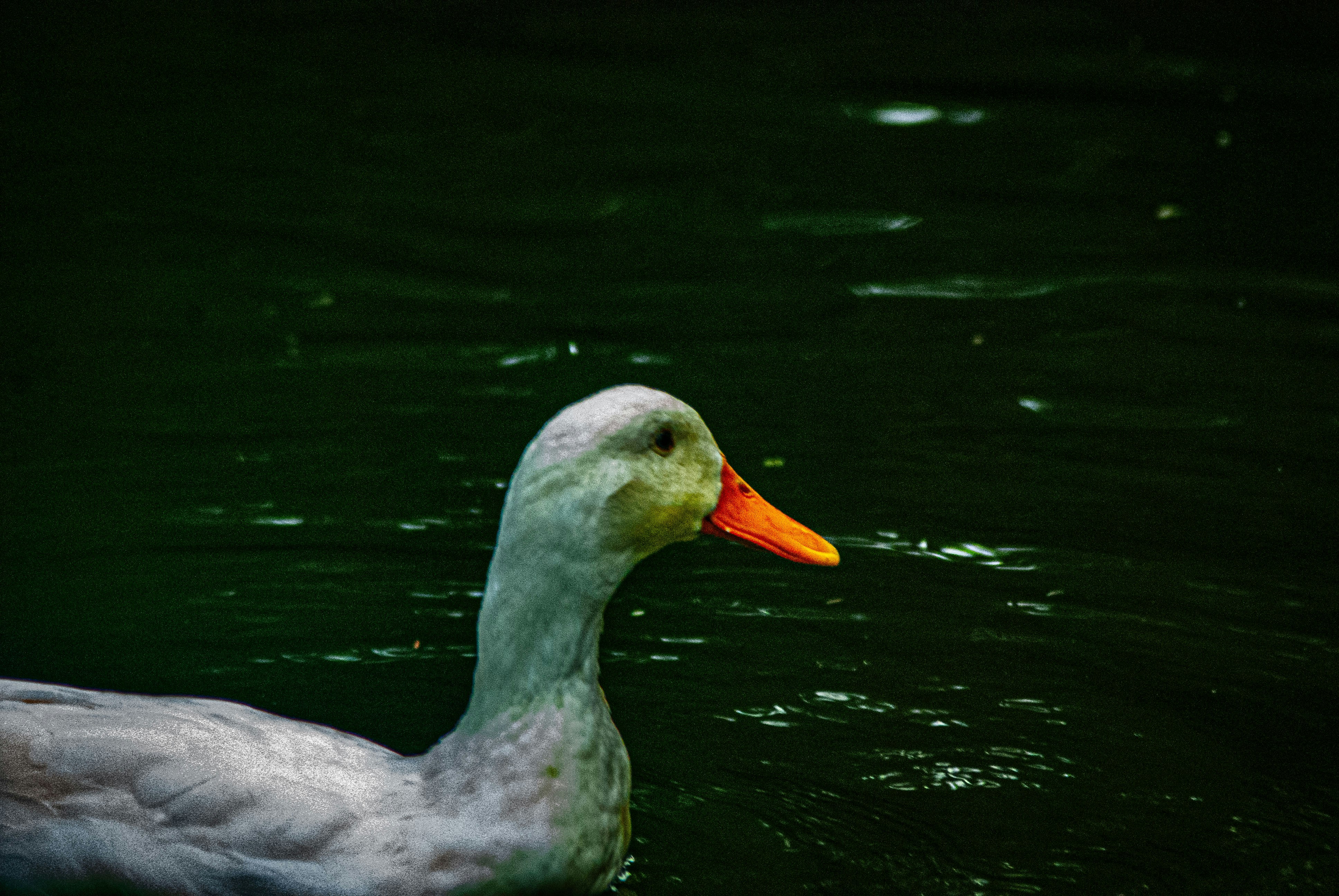 Azure-Feathered Glide: A Duckling's Quiet Wake