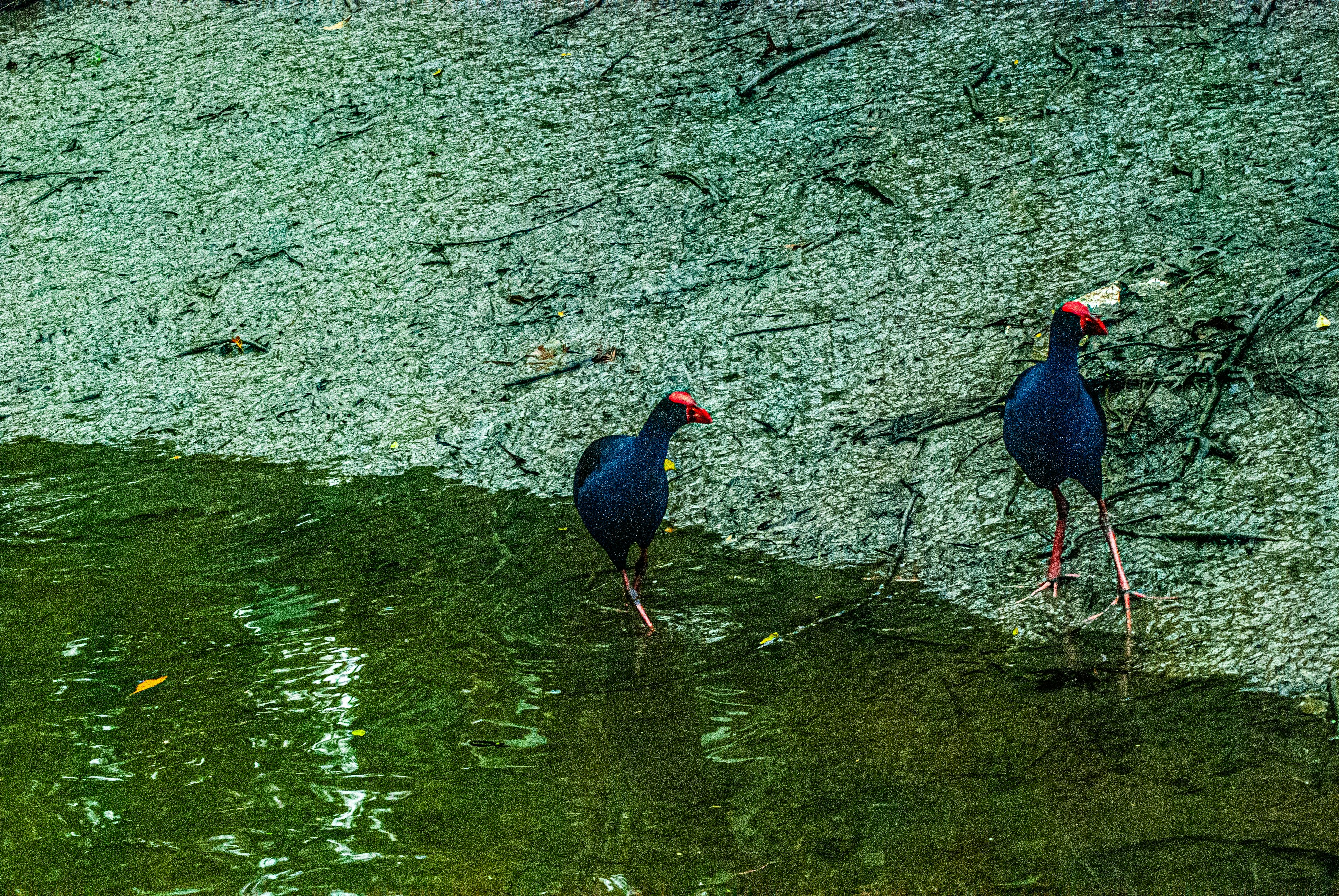 Two Ebony-Willed Ibises at the Water’s Edge