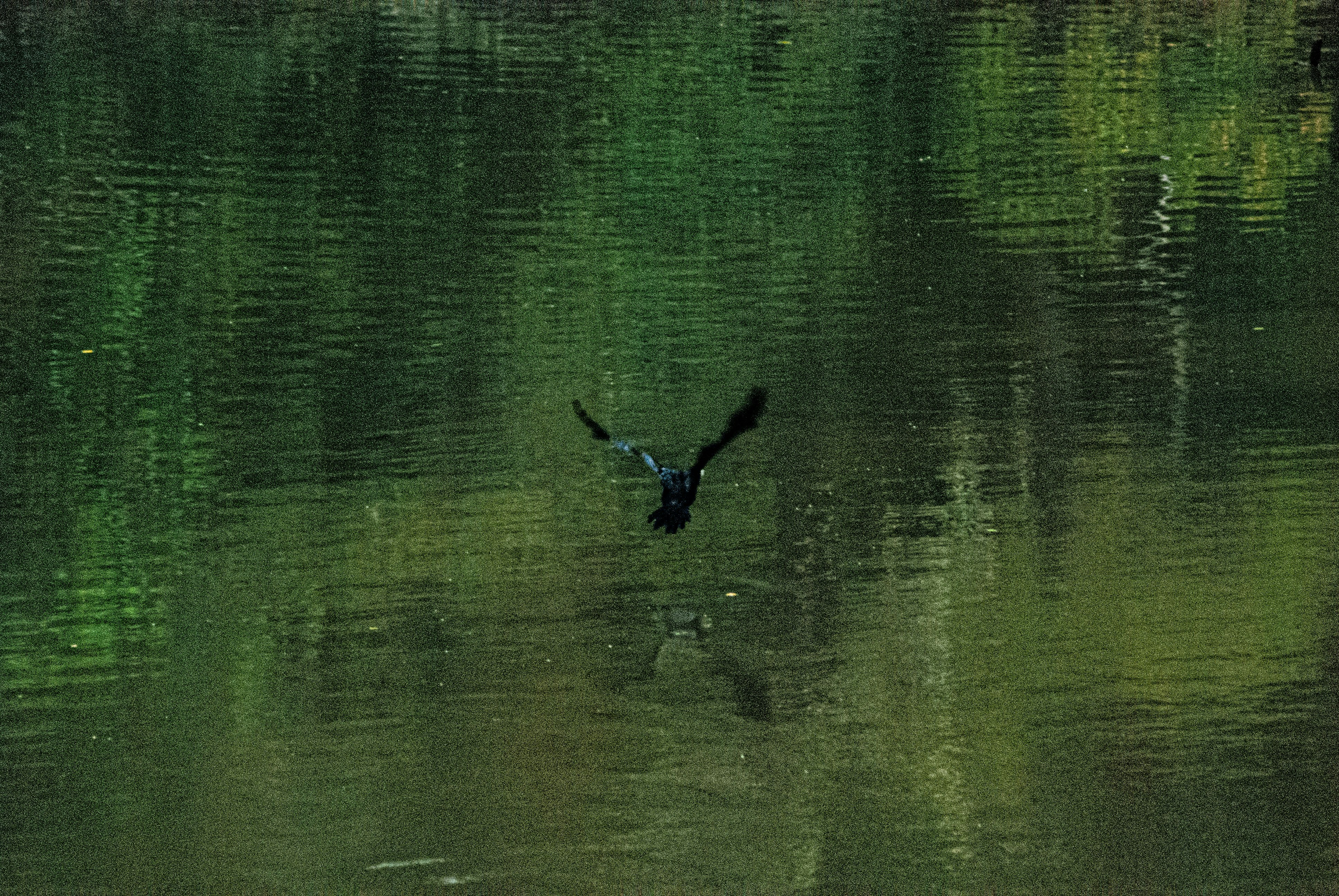 Winged silhouette over a tranquil green-molded lake