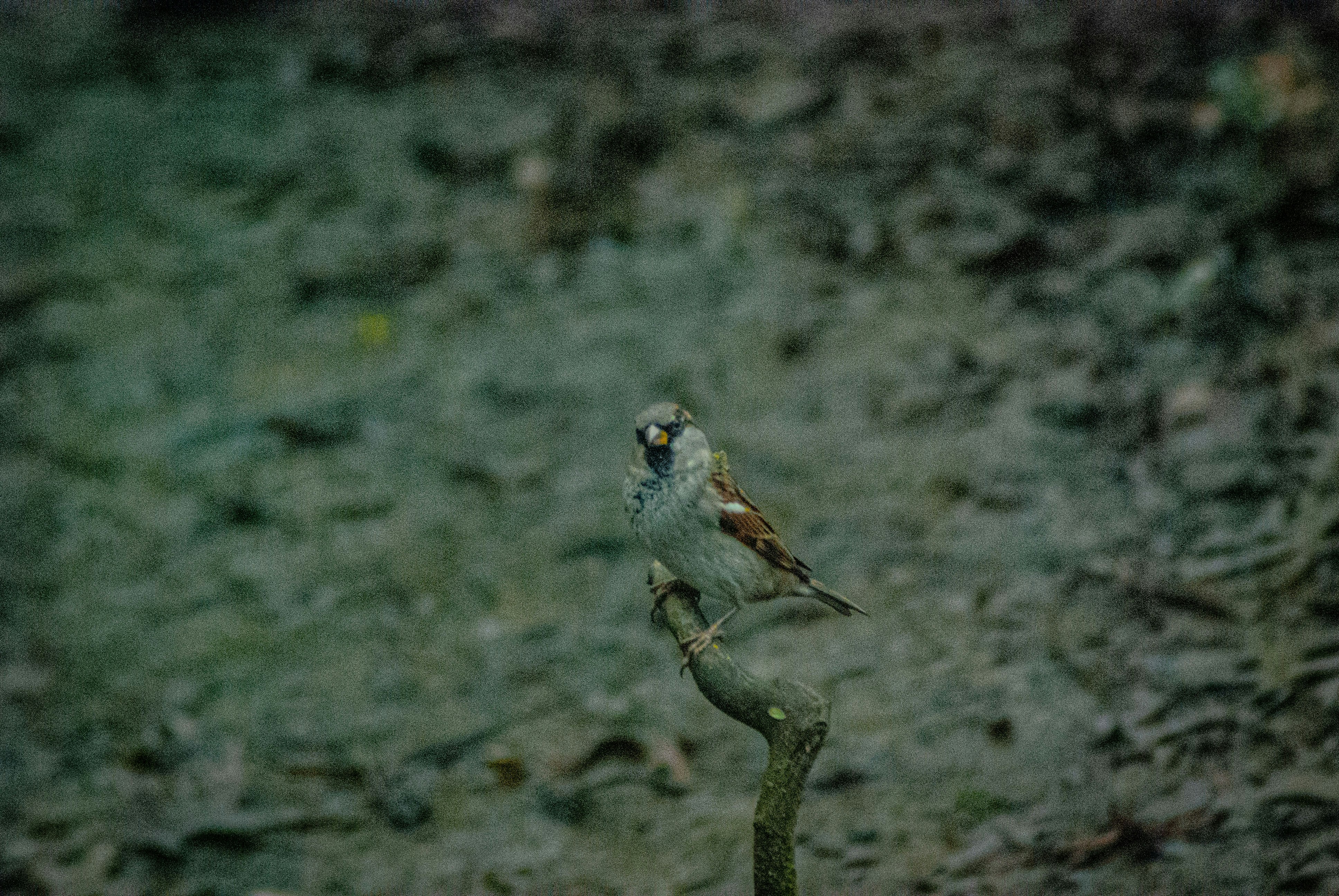 Mid-Branch Song: A Small Bird Perched on a Curved Knob