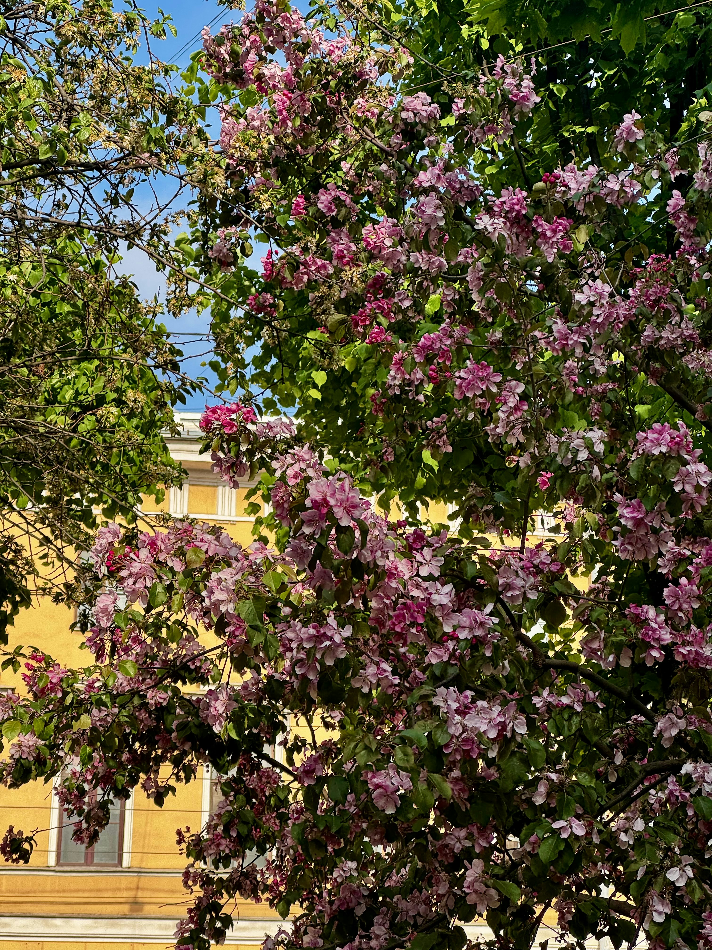 Blossoms against a sunlit yellow facade