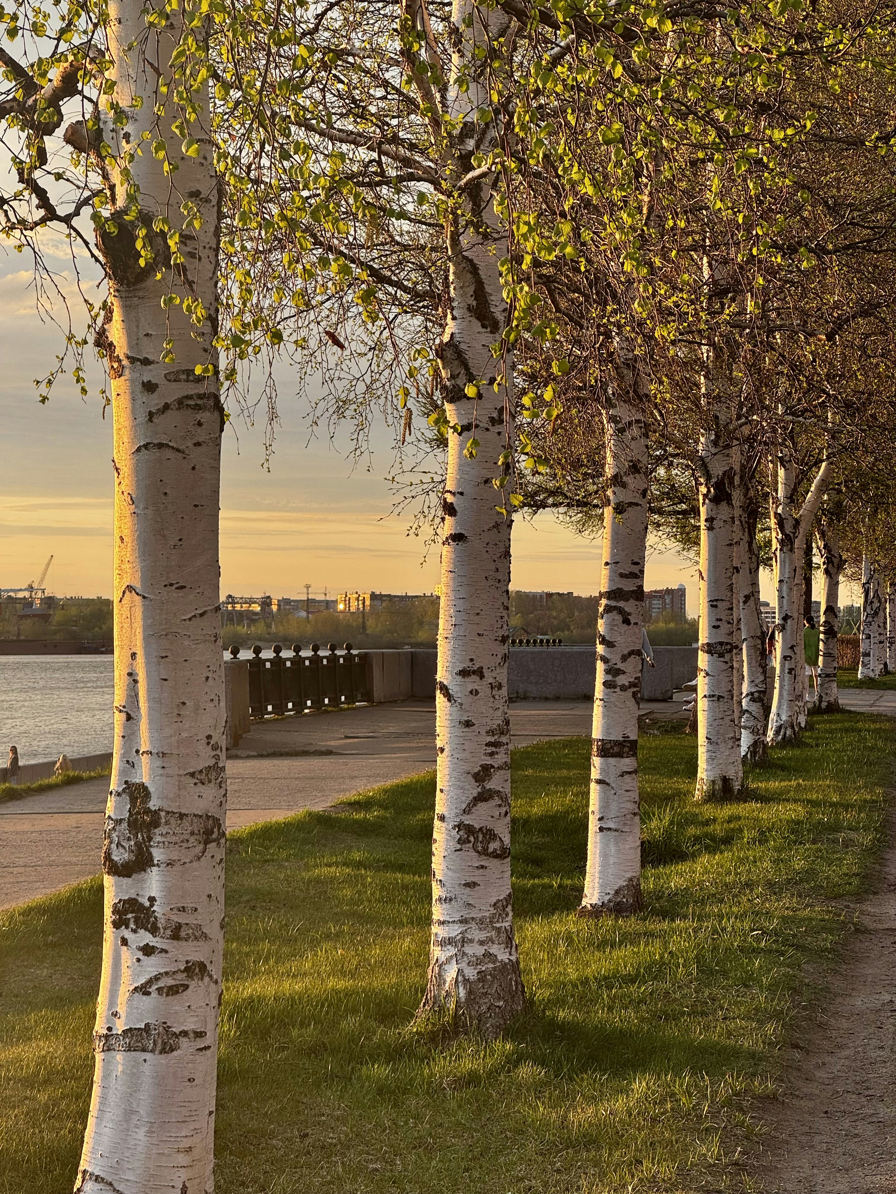 Line of Birches at Sunset Pier