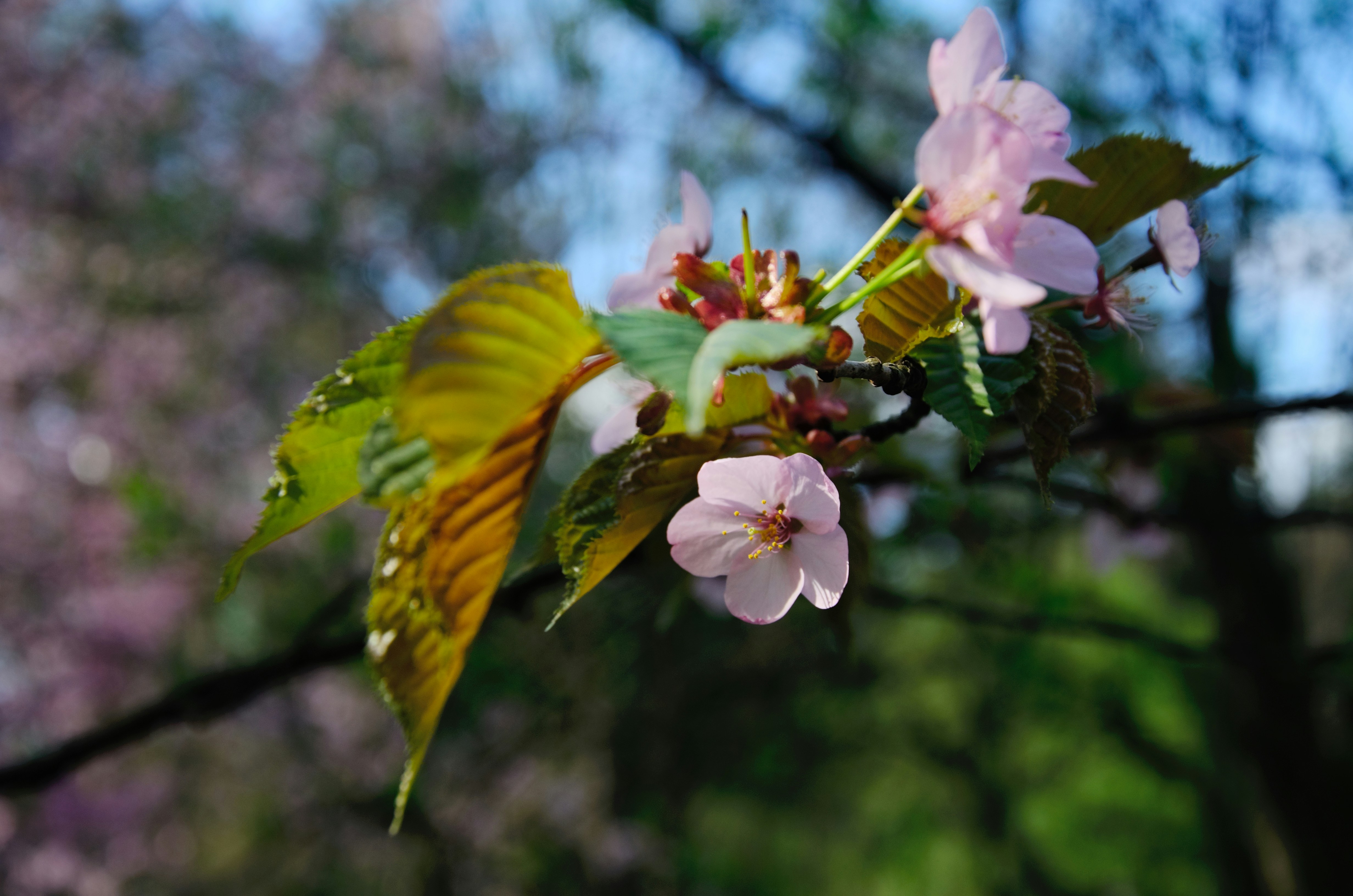 Blossoms in Soft Focus: Pink Petals on a Spring Branch
