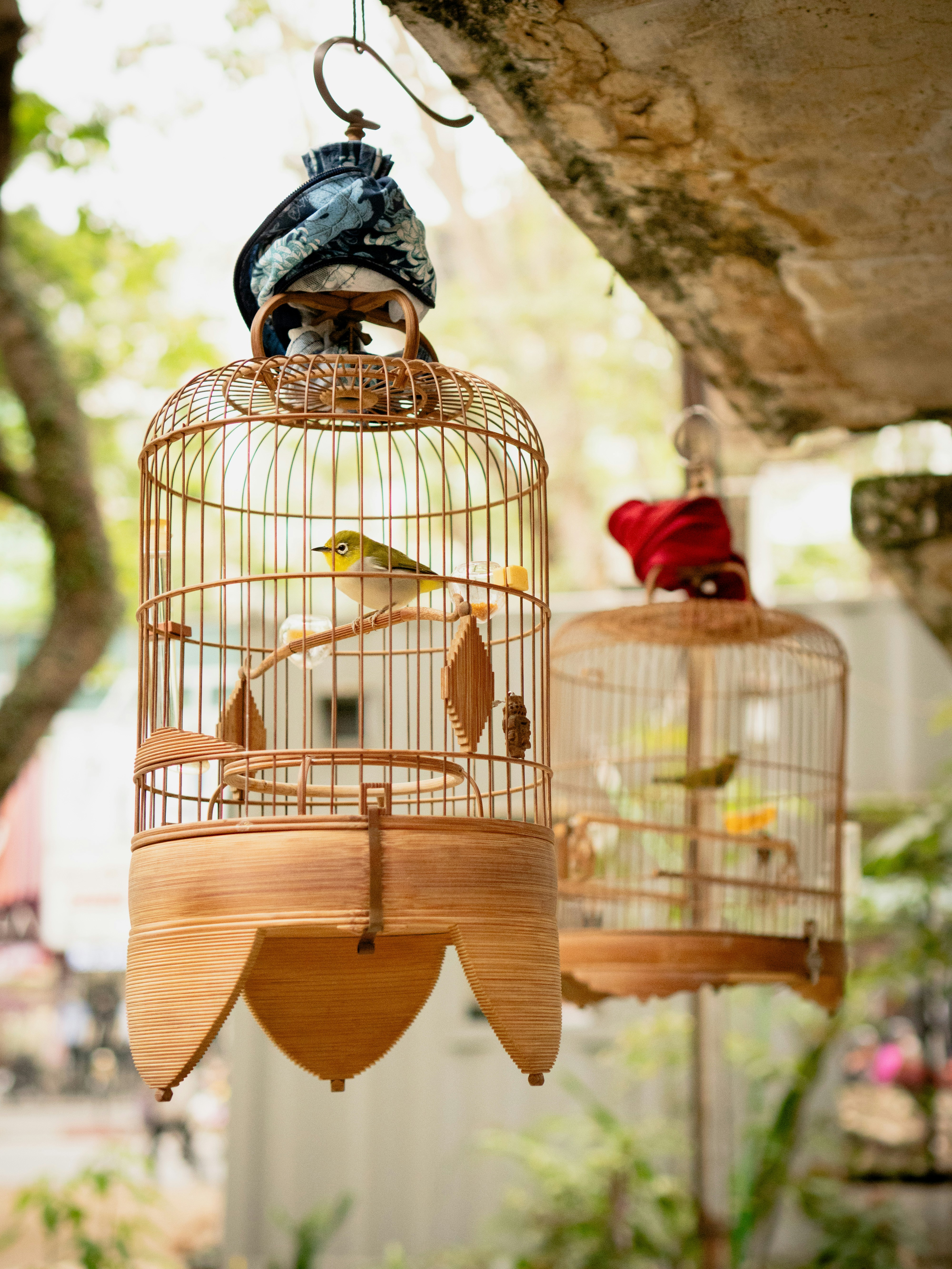 Caged Songbird in Warm Sunlight