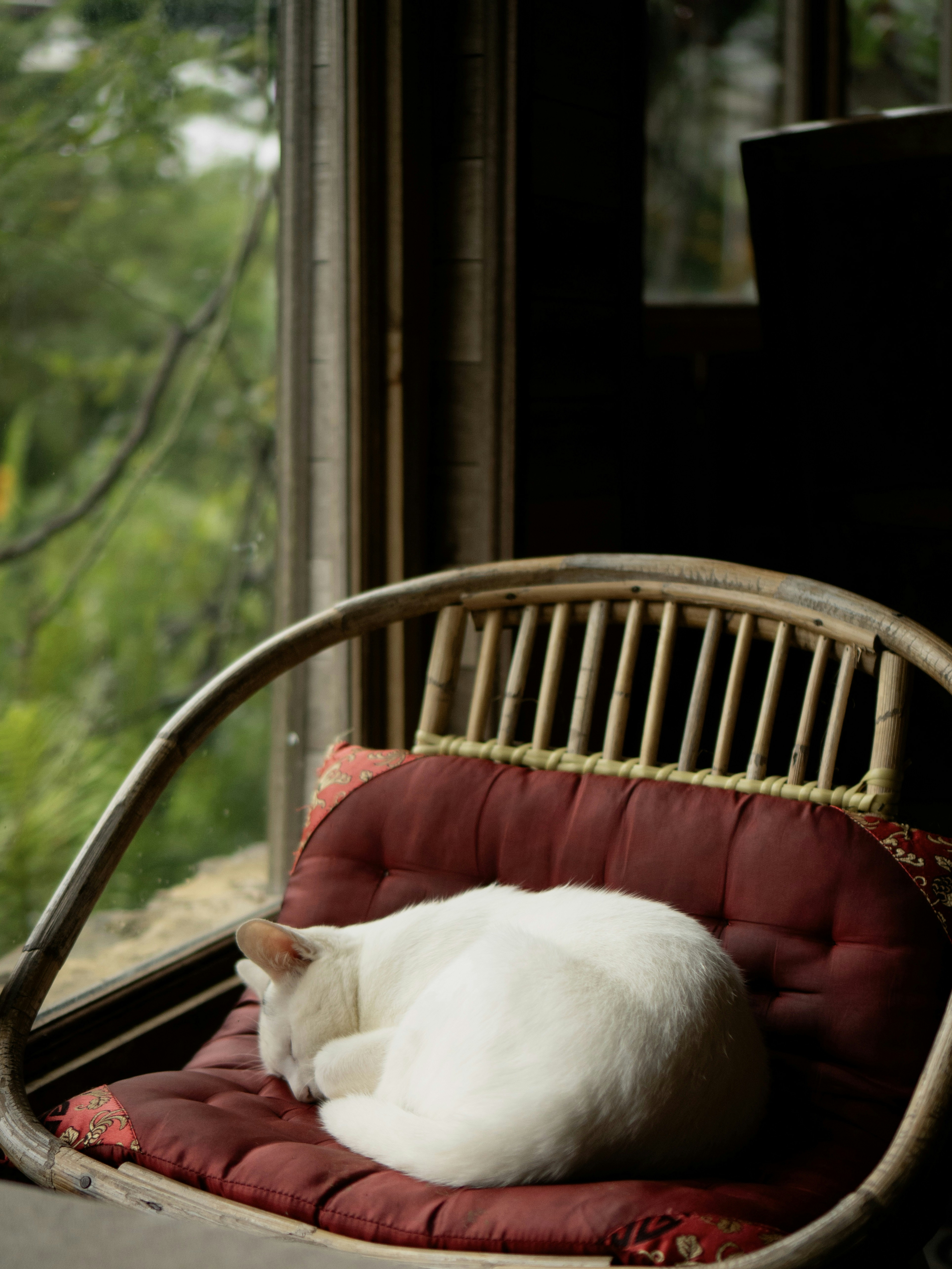 White Cat Napped on a Wicker Swing Chair by a Doorway