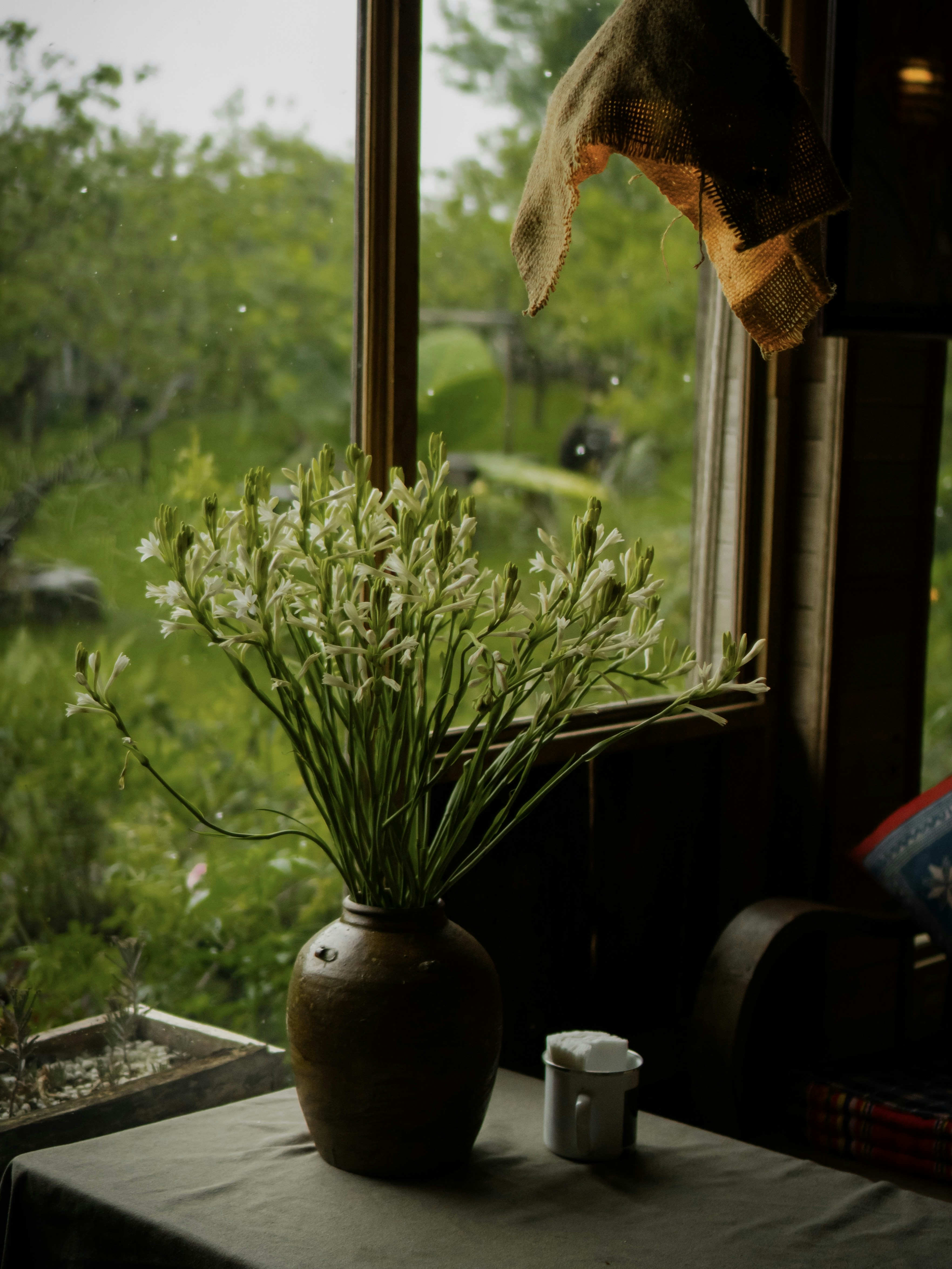 Sunlit Vase of White Chrysanthemums Framed by Window Light