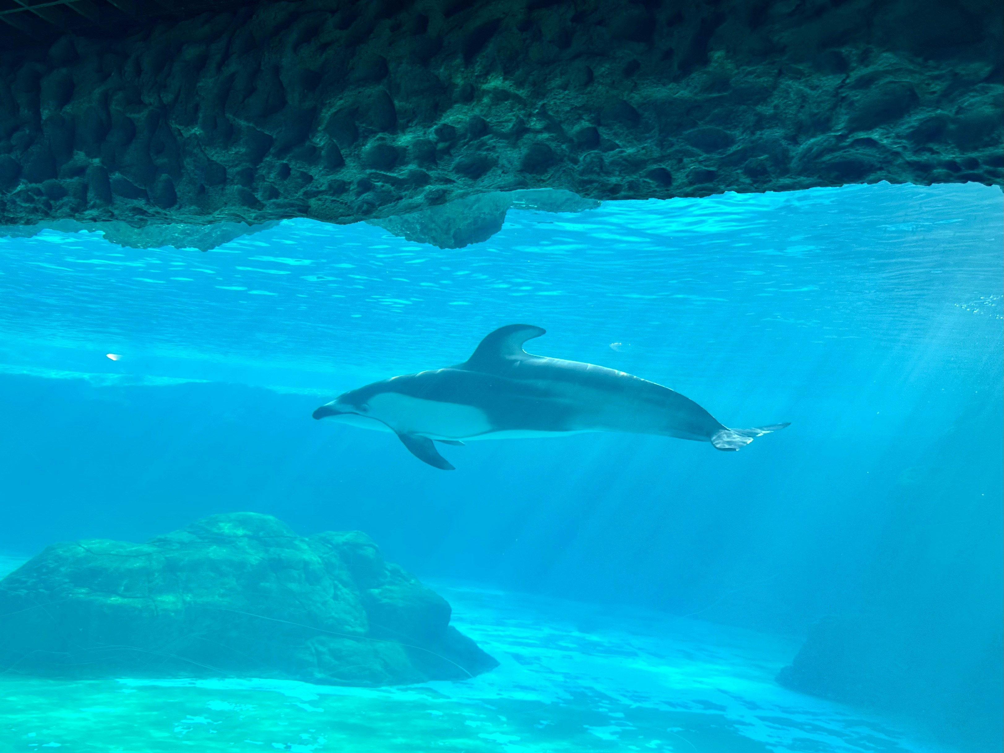 Dolphin Glide Through Sunlit Currents