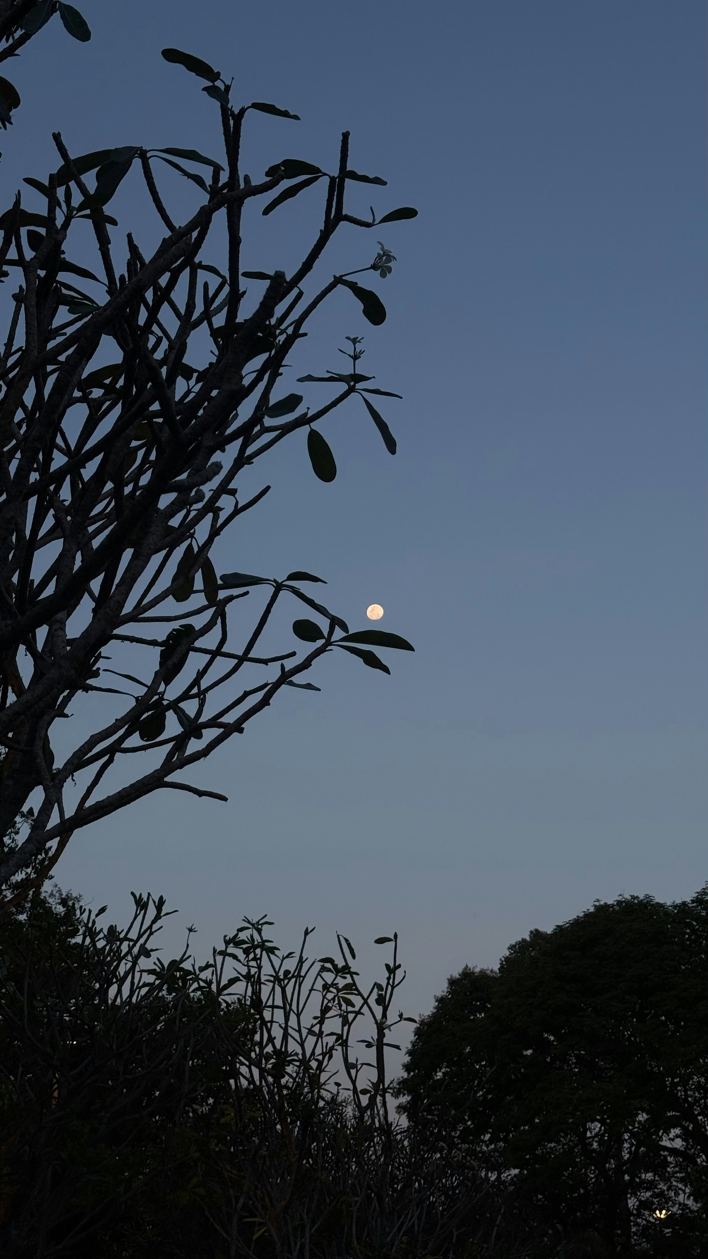 Moonrise over silhouette: a quiet evening among branches
