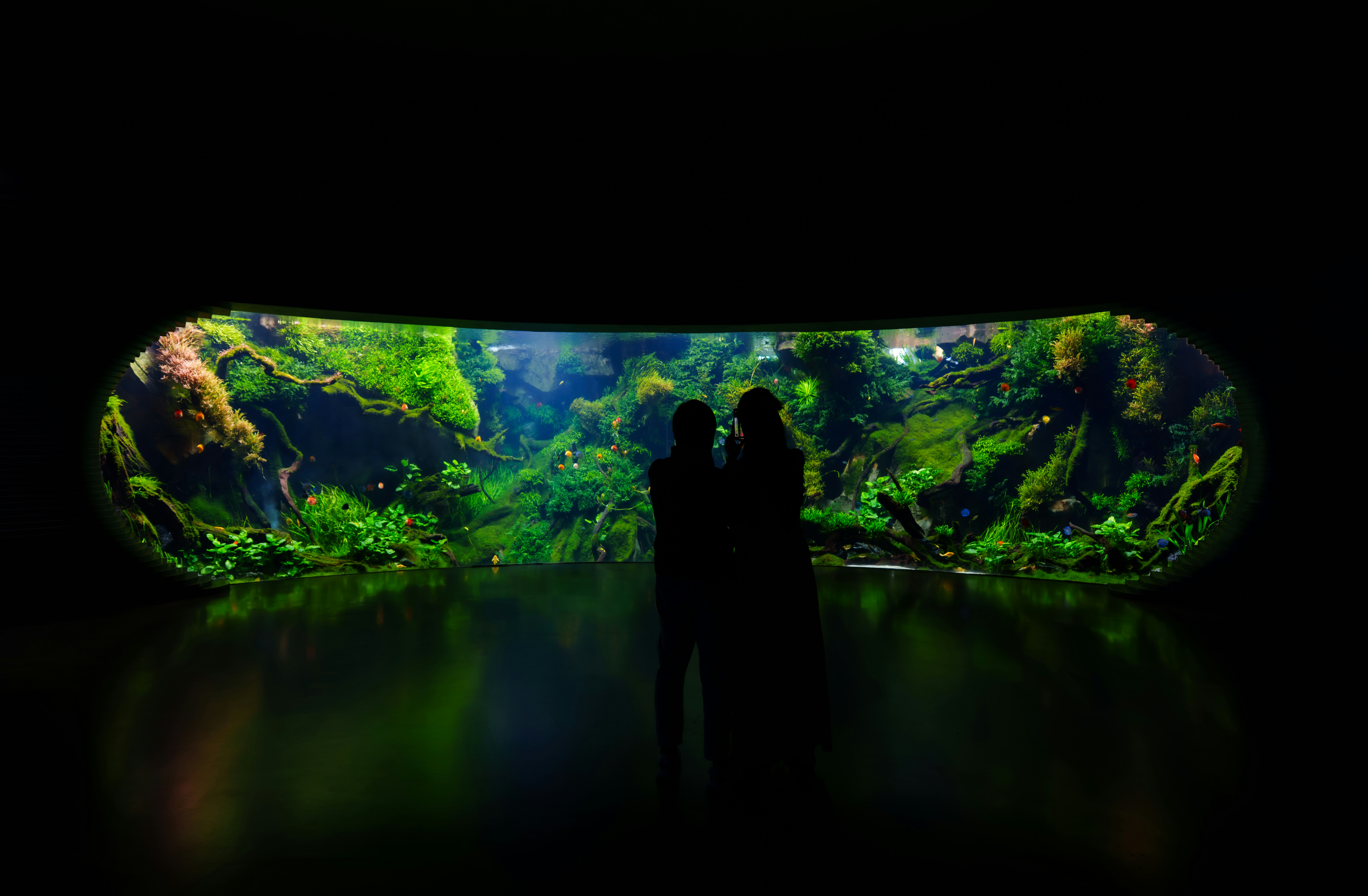 Silhouettes in the Aquatic Corridor