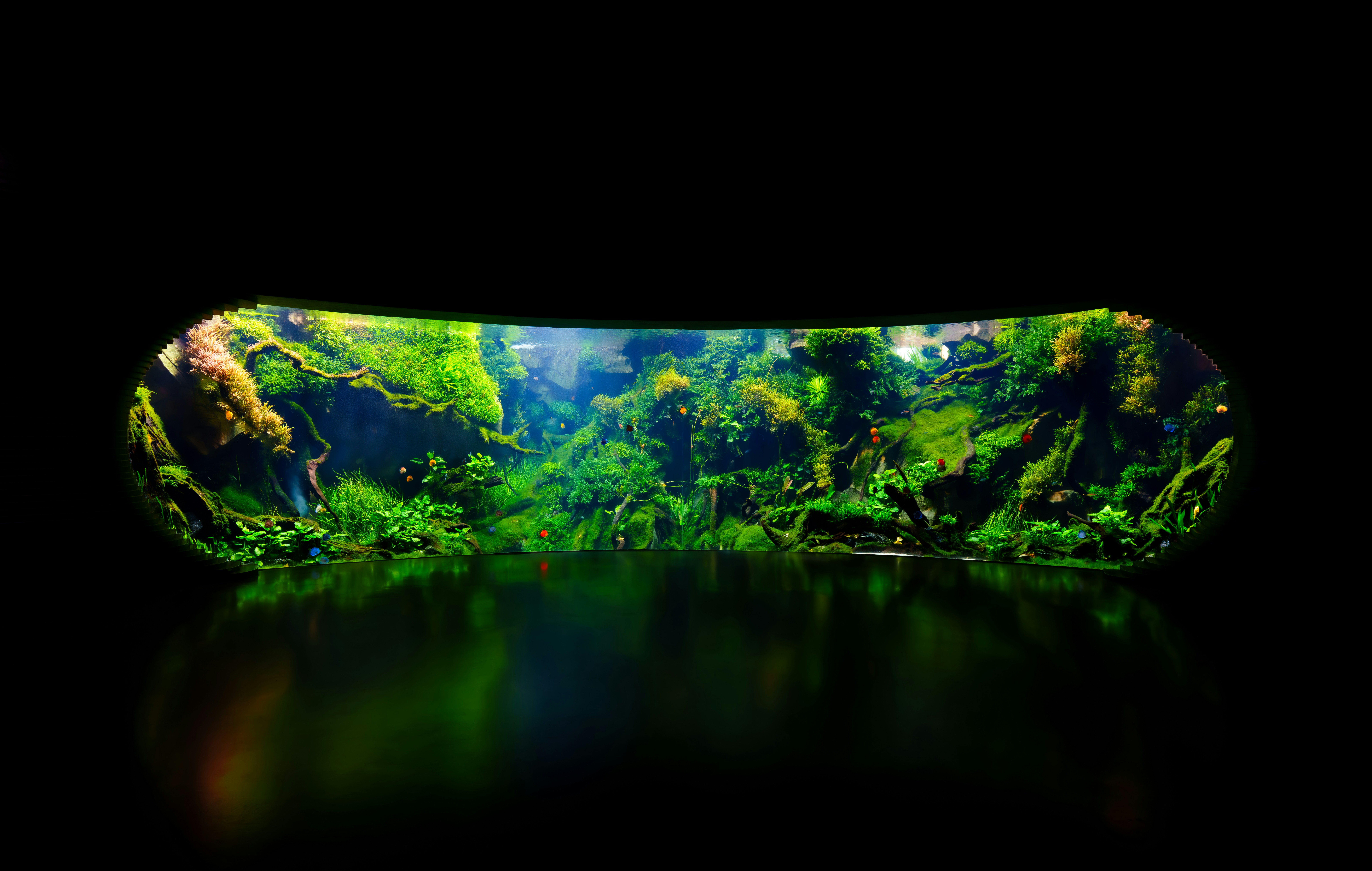 Luminous Aquarium Ribbon: A Neon-green Narrative Across a Curved Pane