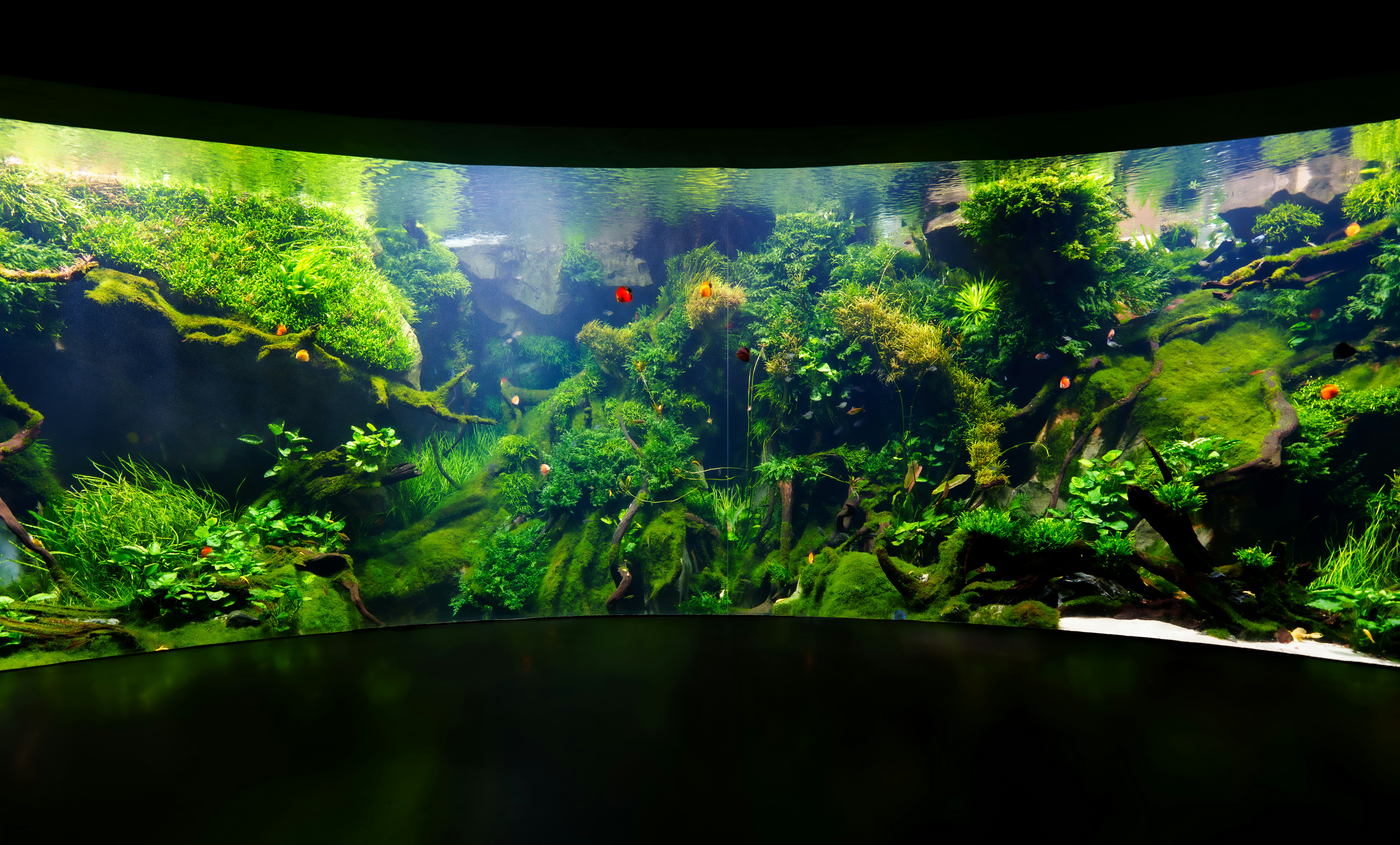 Curved Aquarium Vista: Lush Green Underwater Garden Framed by a Dark Foreground