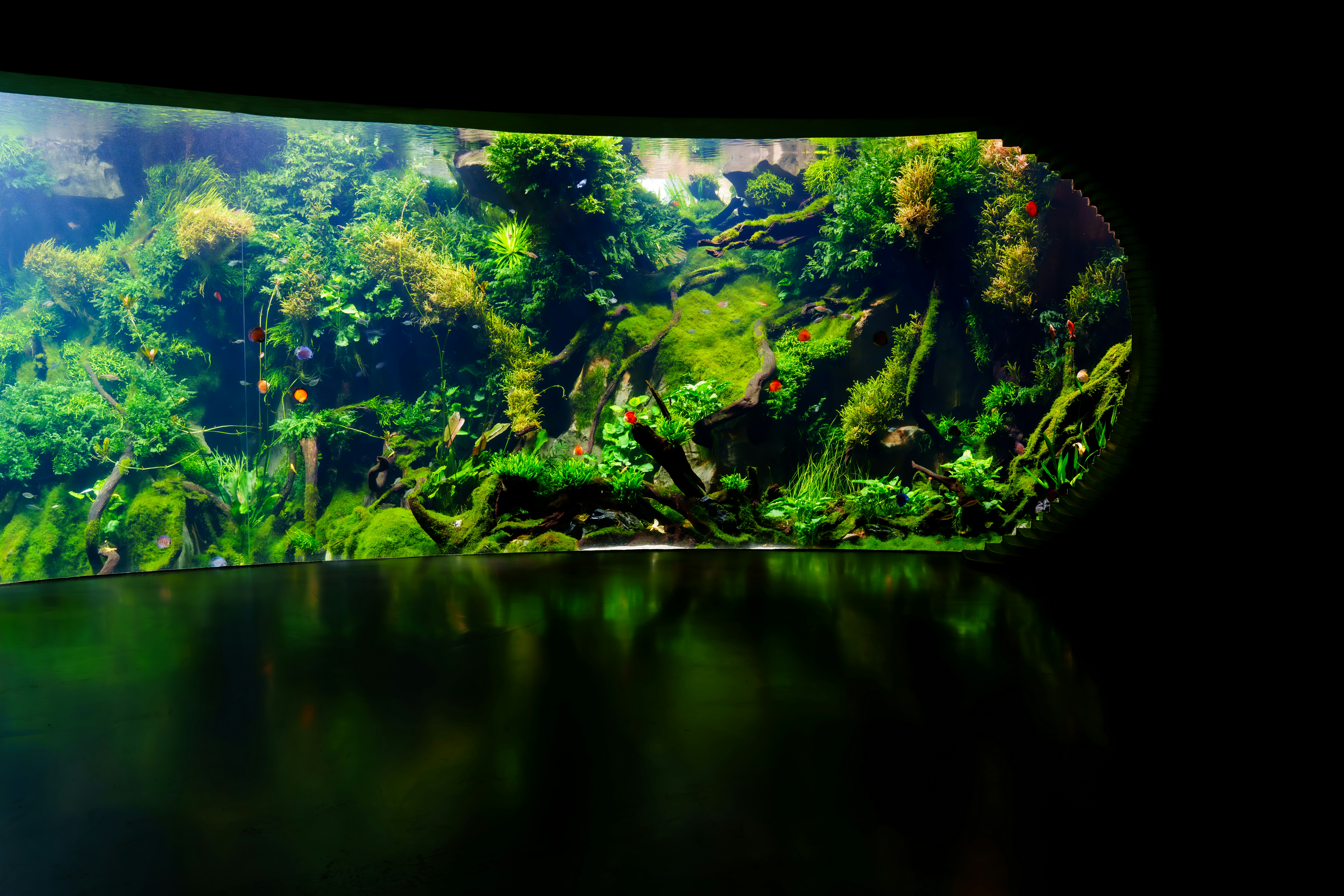 Curved Green Abyss: A Luminous Aquarium Slice