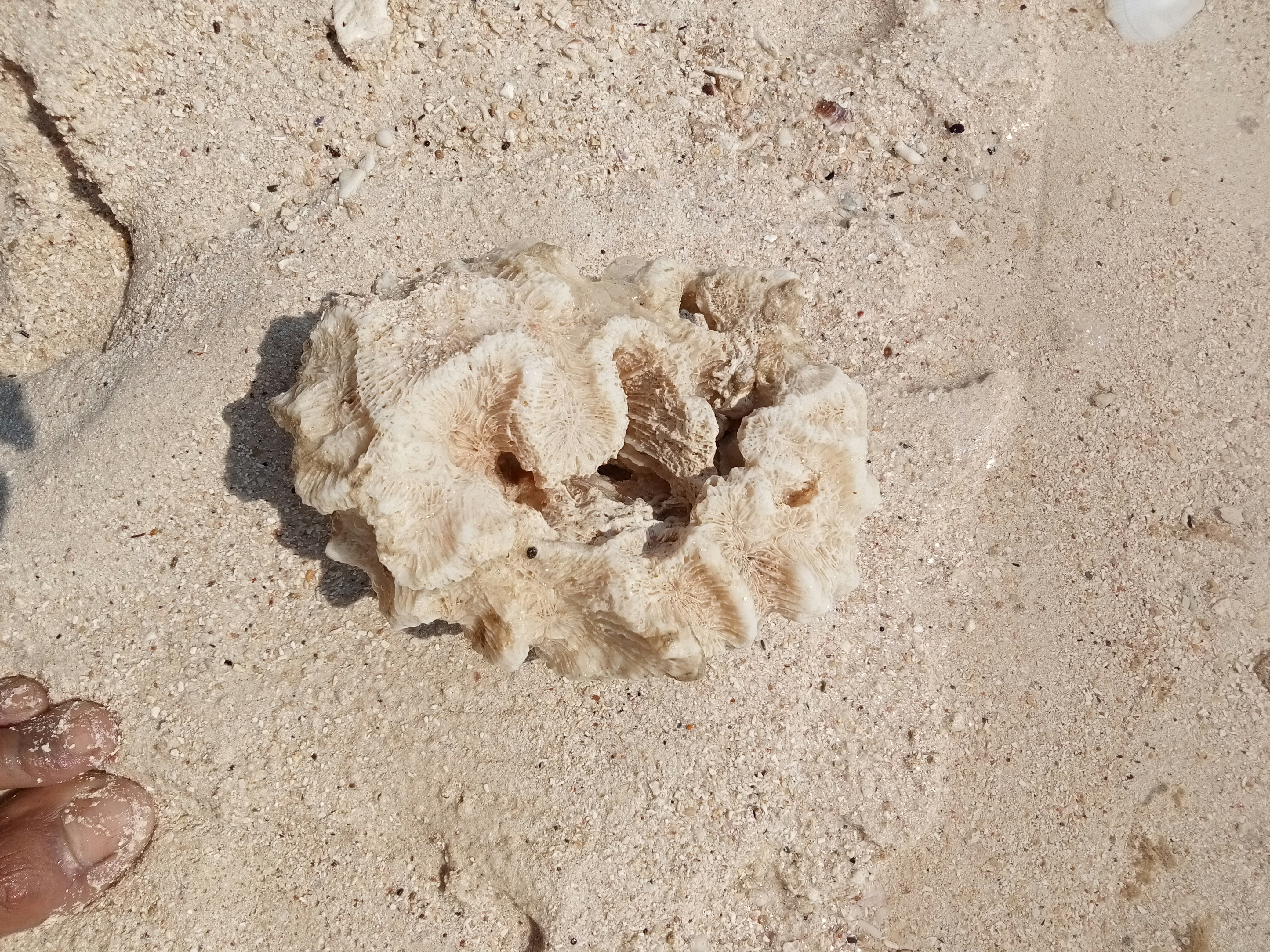 Desert Coral Close-Up: Textured Foam on Fine Sand
