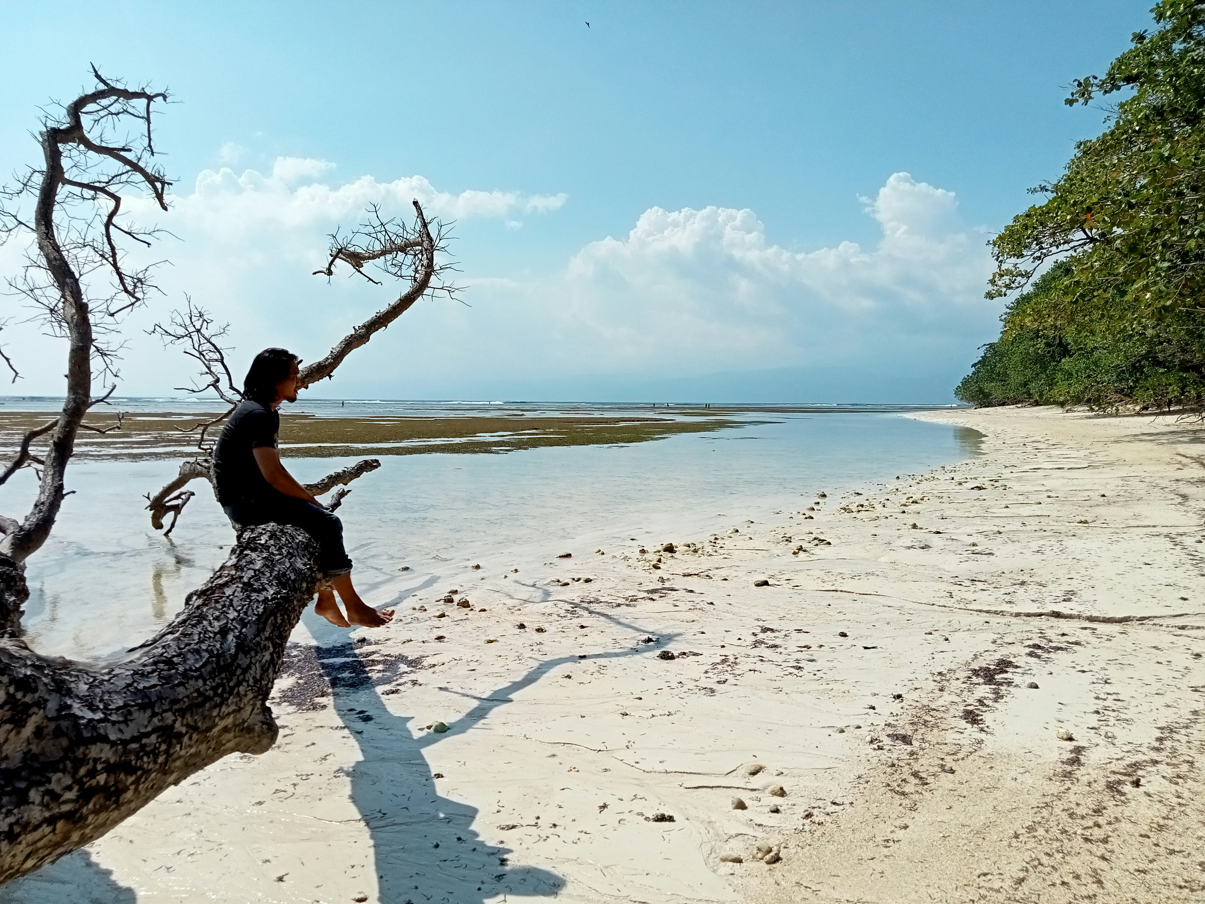 Sunlit Shoreline: A Seated Figure in a Weathered Tree