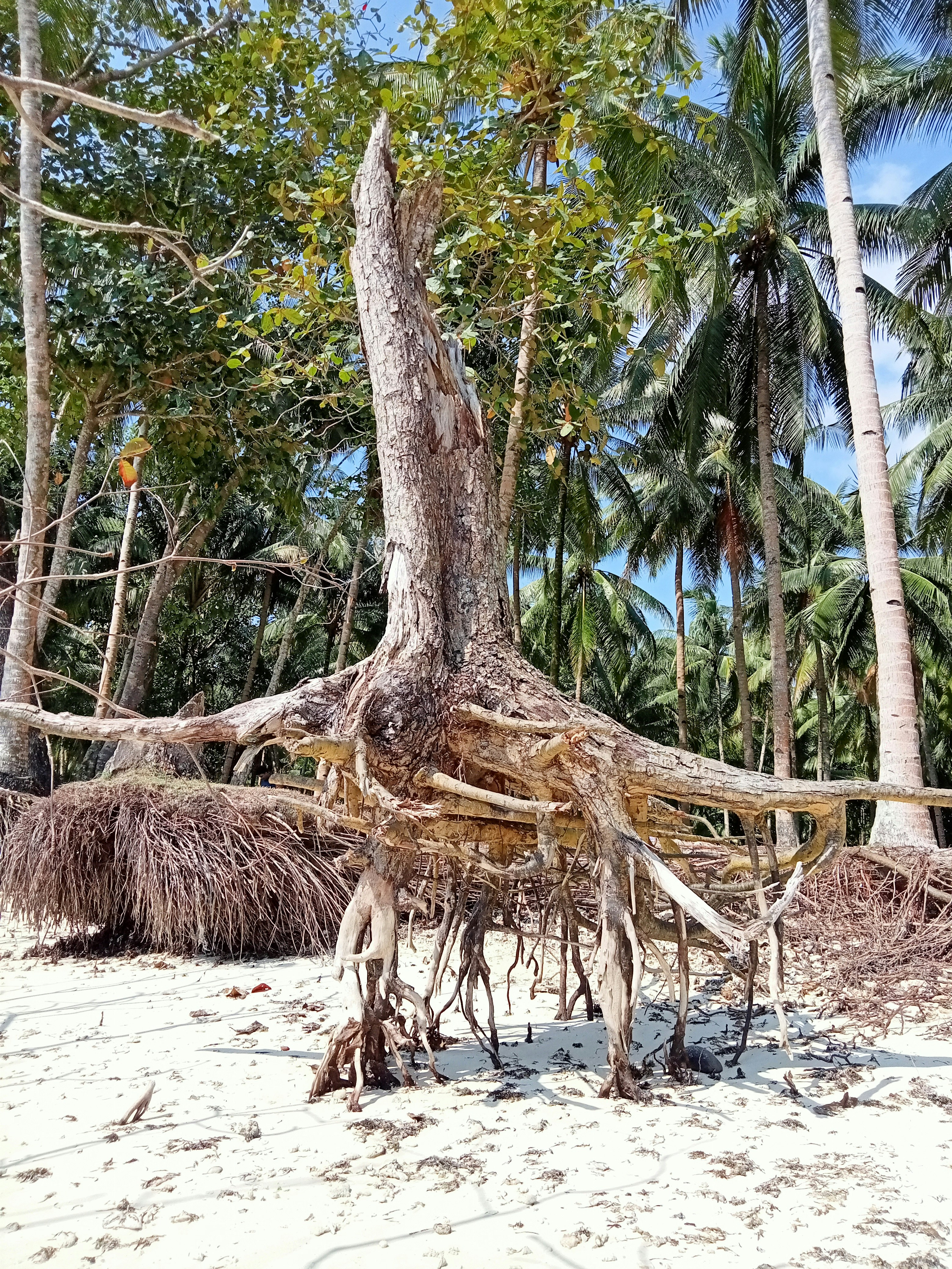 Rooted Sentinel: A Sunlit Beach Tree Reaching Skyward