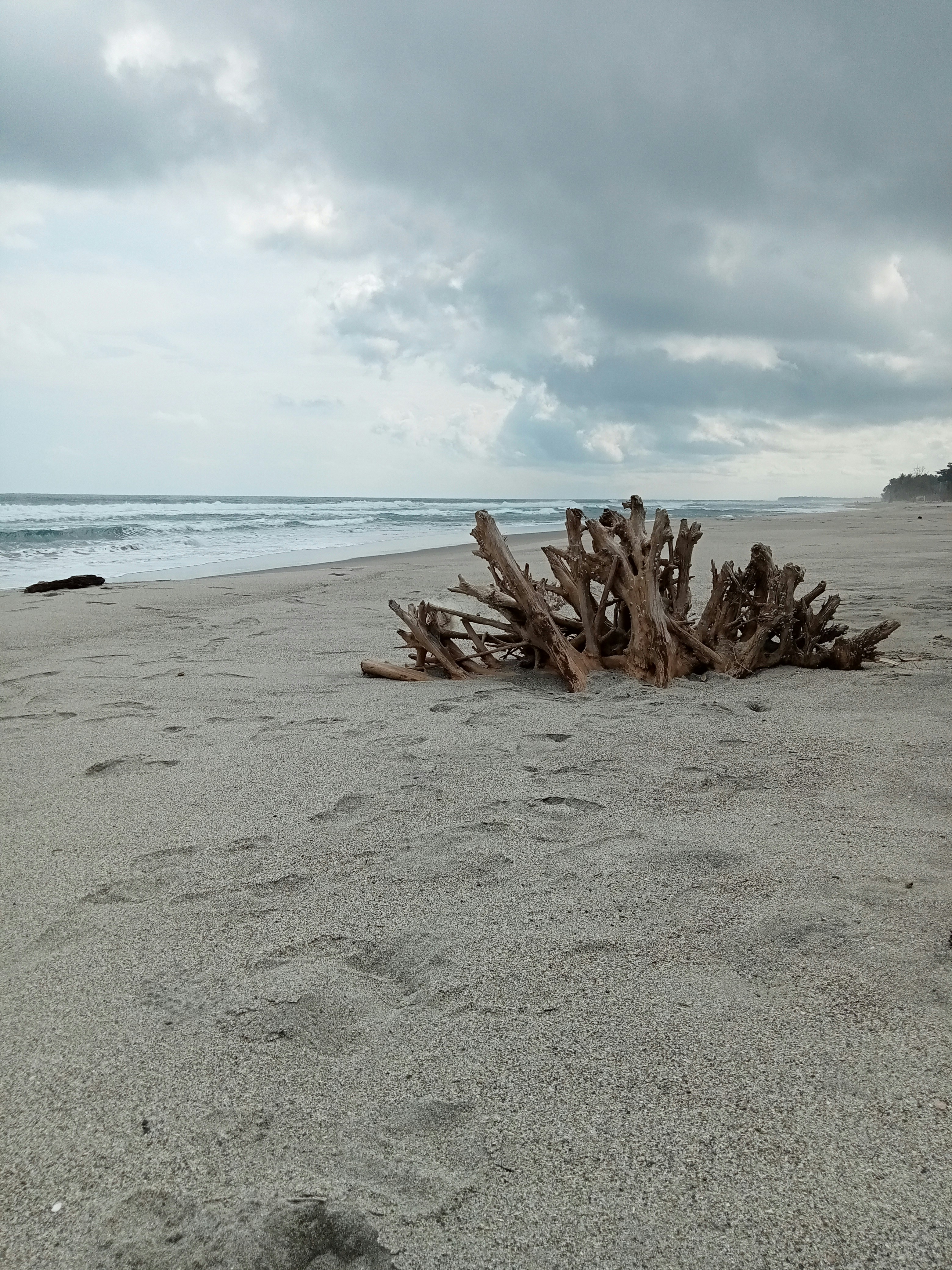 Driftwood Sentinel on a Quiet Dune