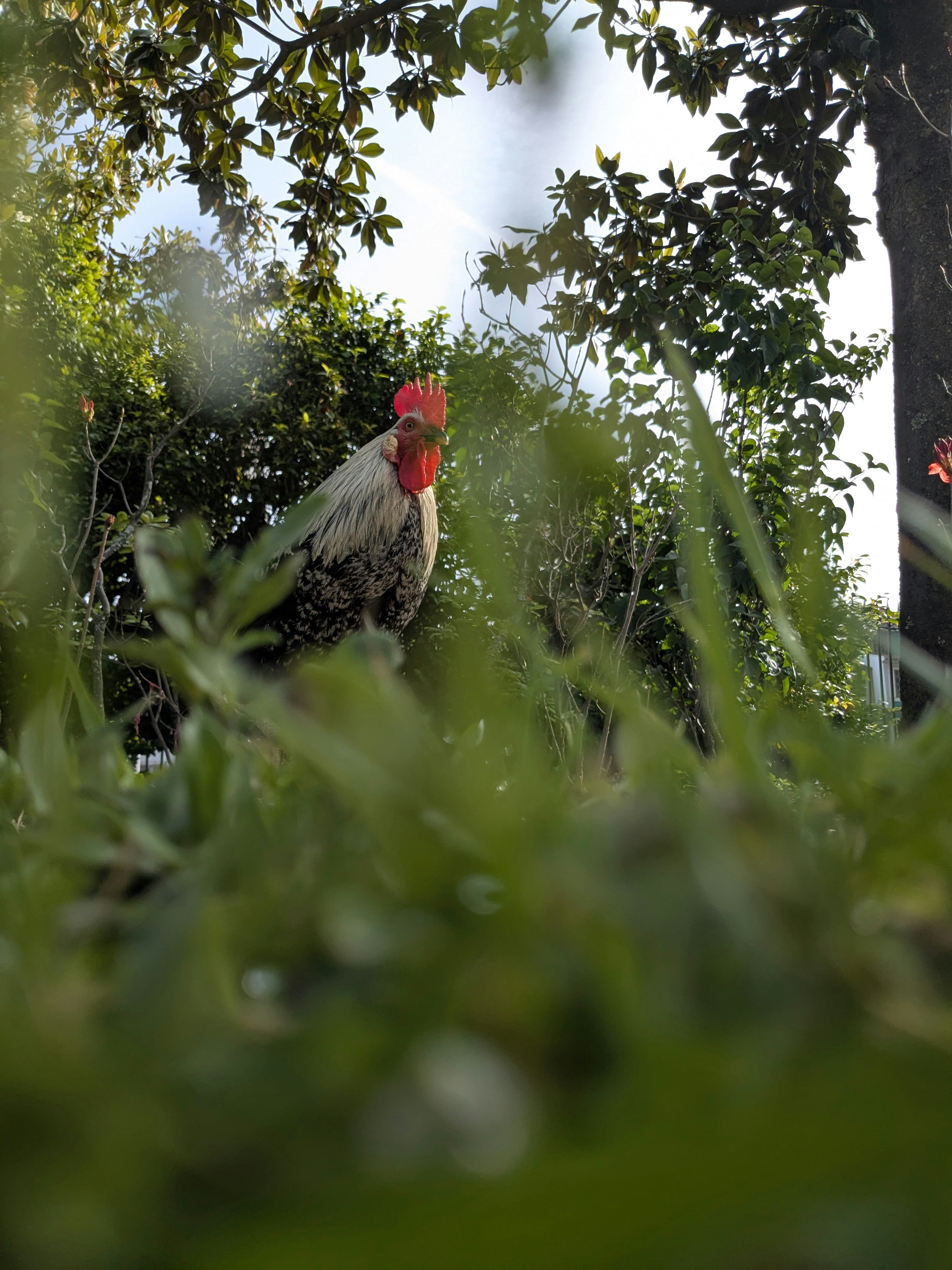 Rooster in the Dappled Garden: Sunlit Silhouette Among Leaves