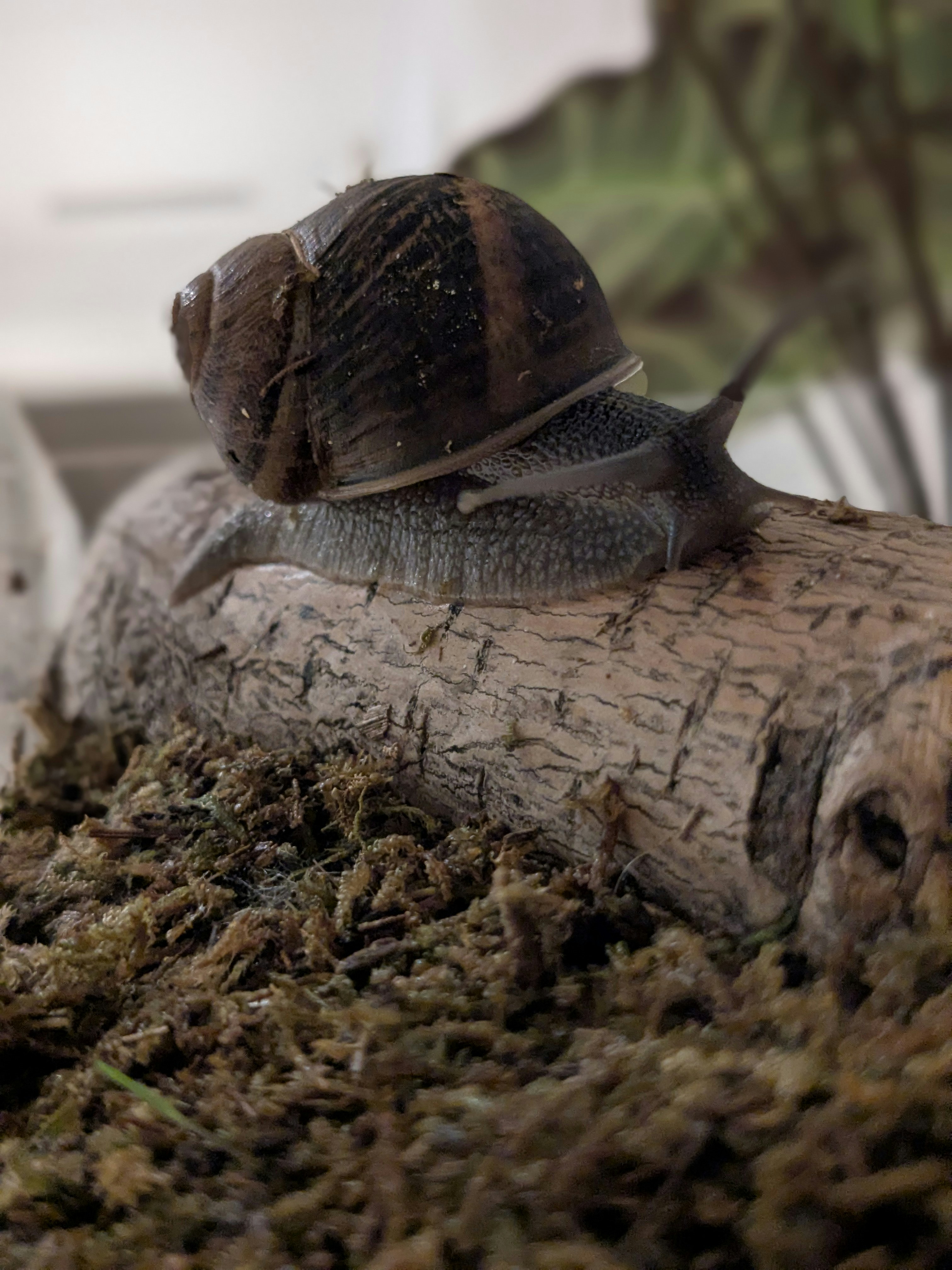 Close-up of a snail crawling along a textured log with moss, soft background blur emphasizing the shell and body texture.