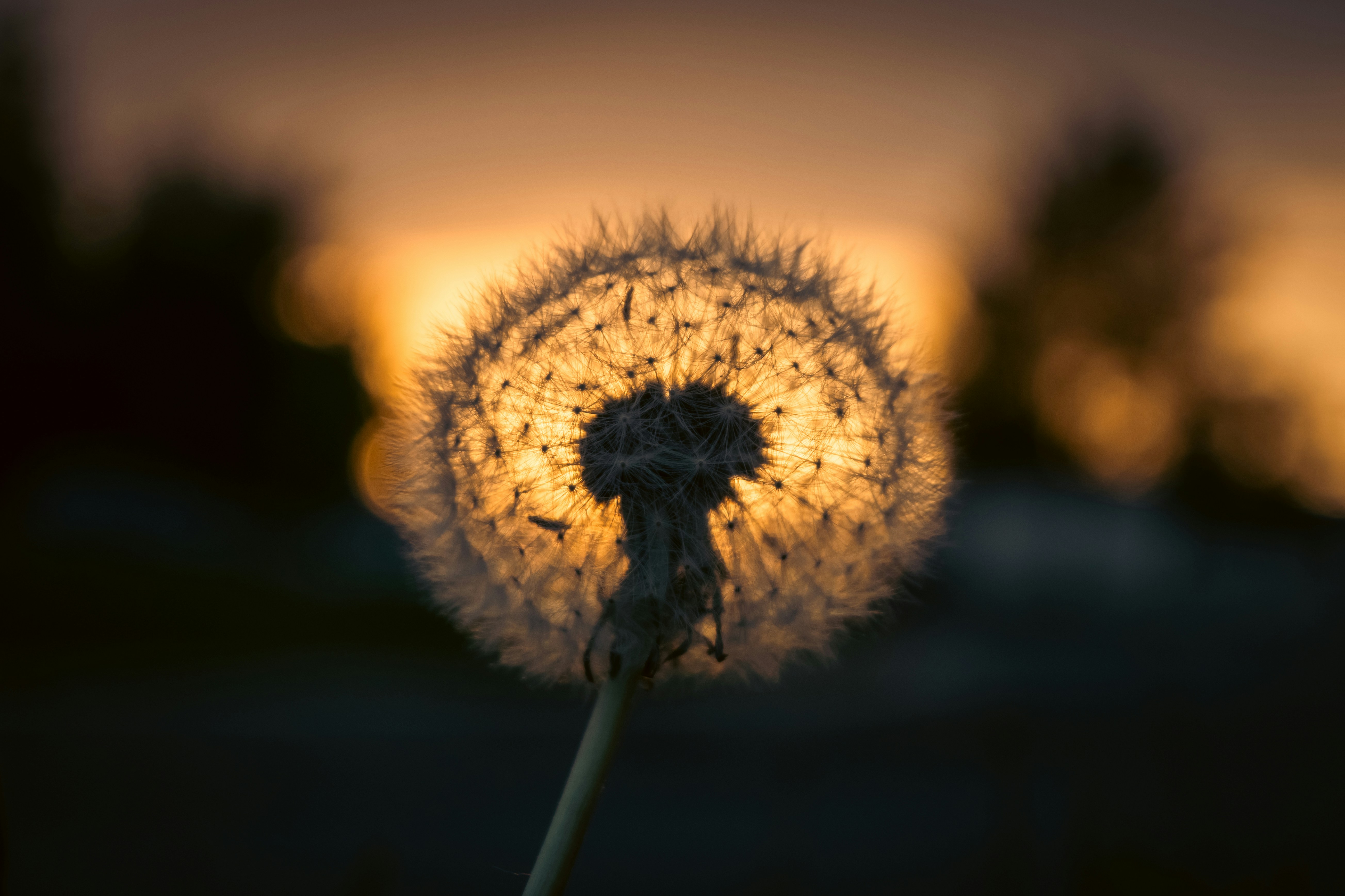 Backlit Dandelion at Sunset: A Silhouette of Seed Heads and Soft Glow