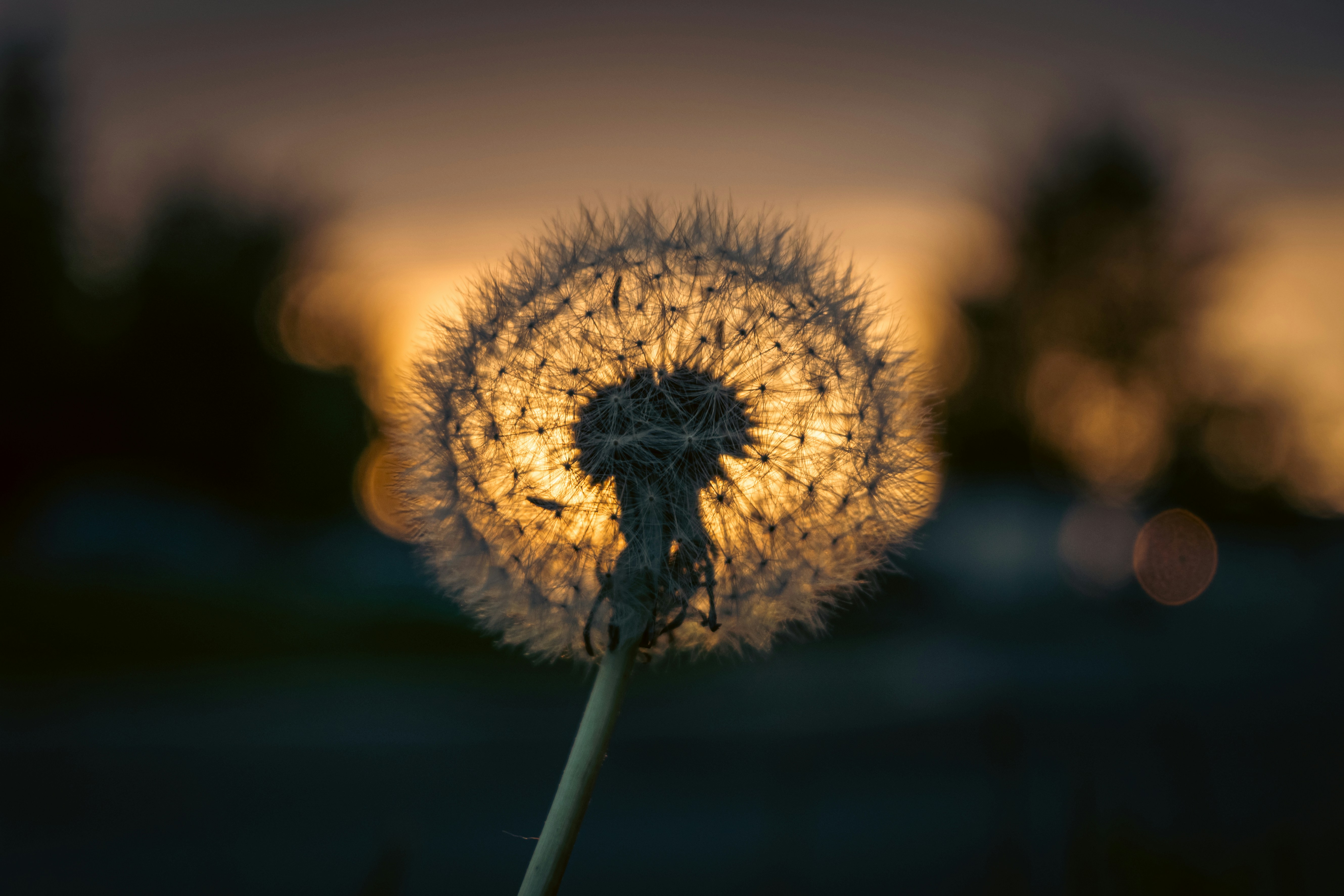 Backlit Dandelion at Sunset: A Delicate Glow