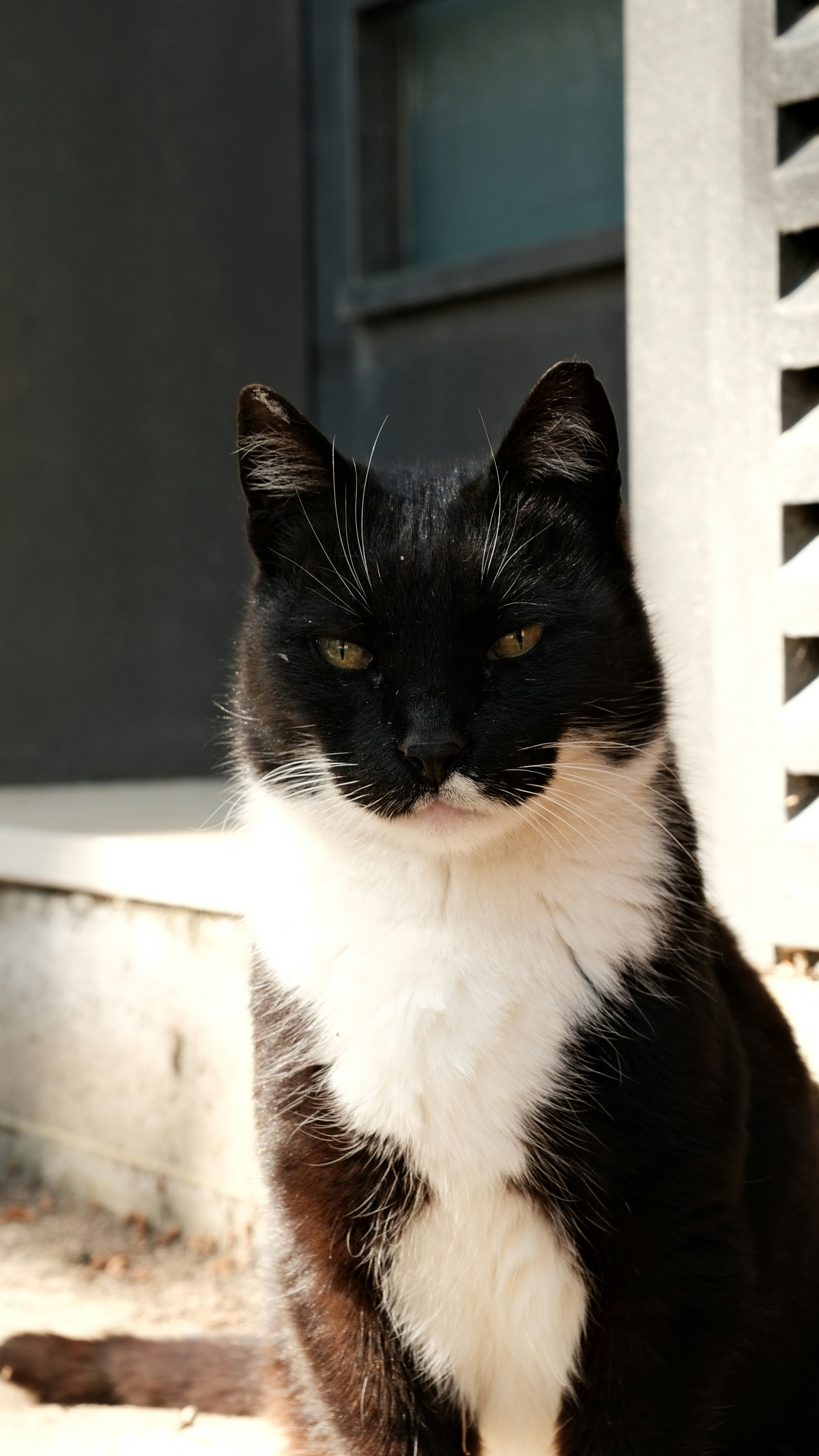 Midday Watcher: A Black-and-White Cat in Quiet Sunlit Steps