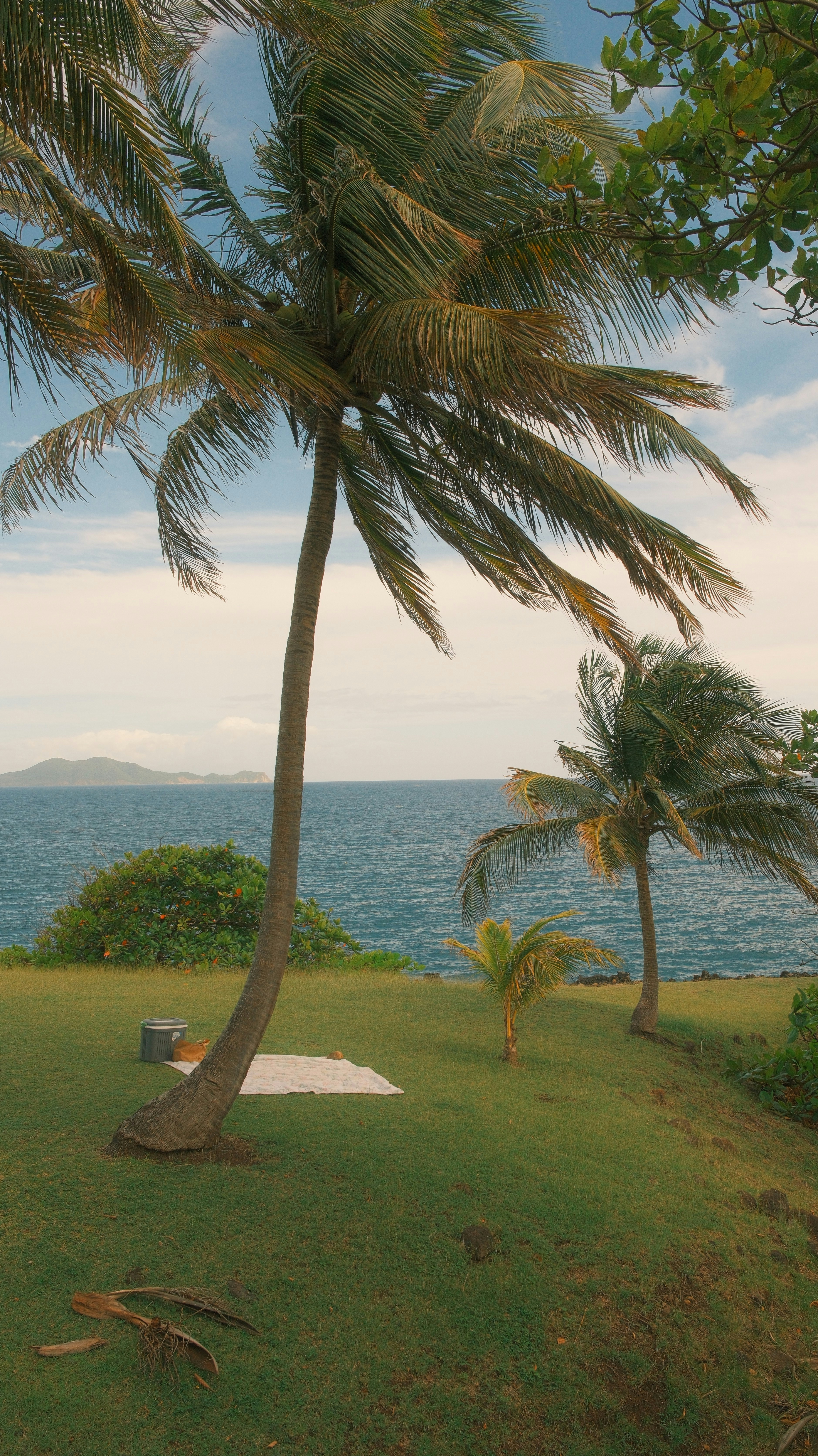 Azure Tides Beyond the Palm Shade