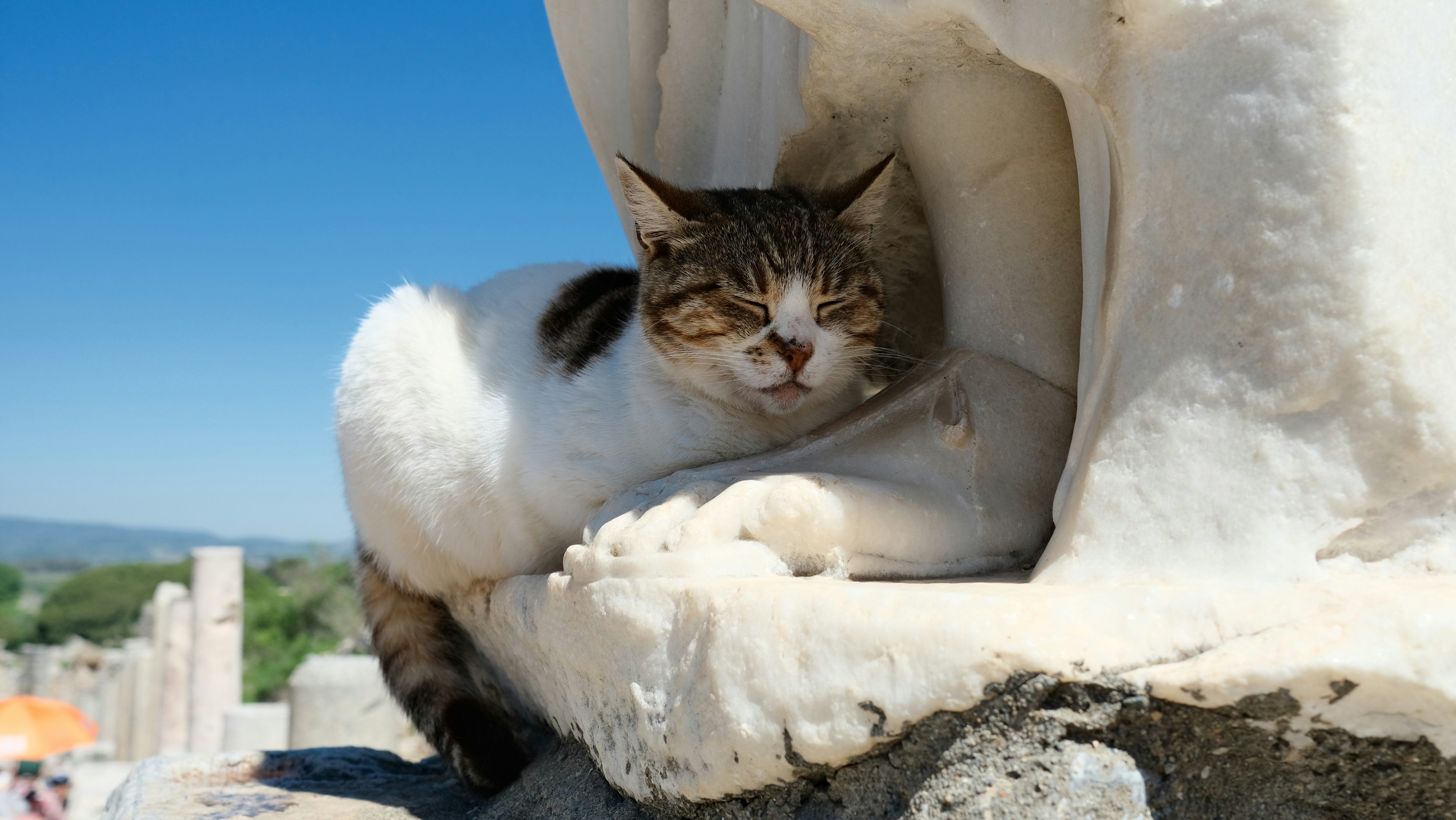 Sunlit Nook: A Dozing Cat Resting Inside Pale Stone