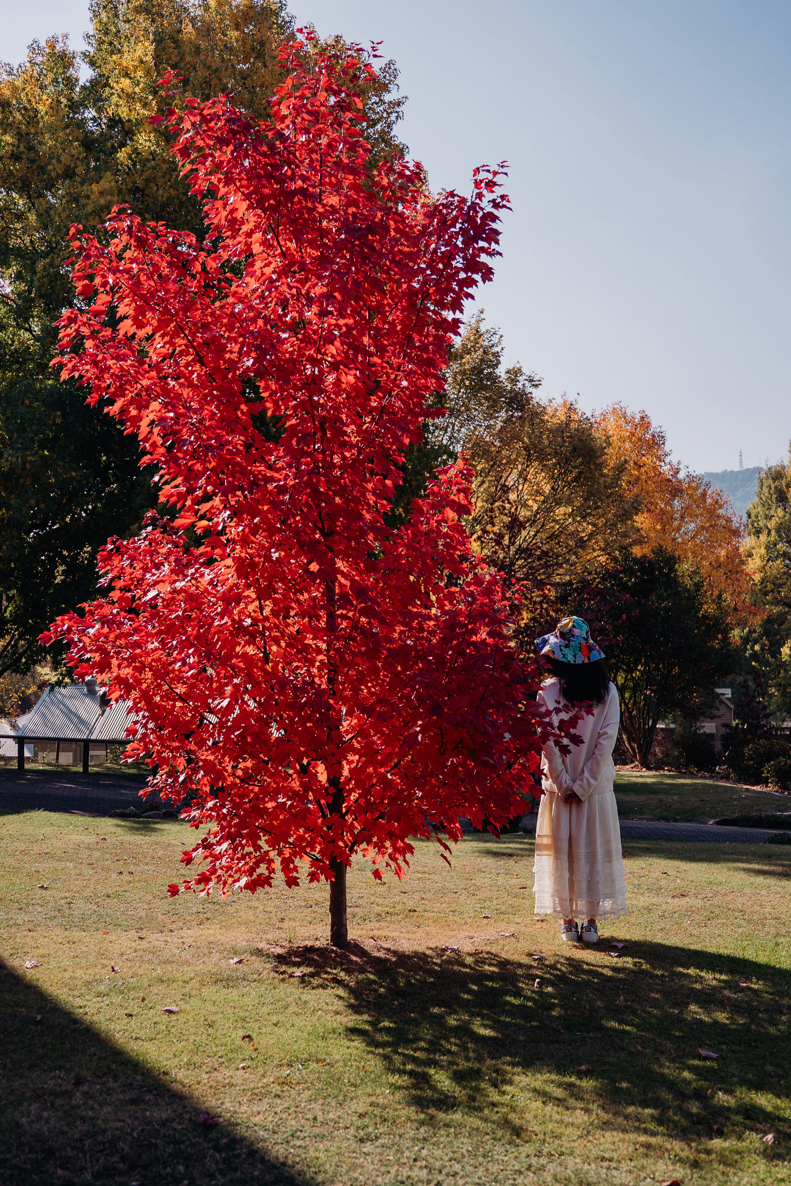 Crimson Spring: A Red Maple Speaks in a Quiet Park