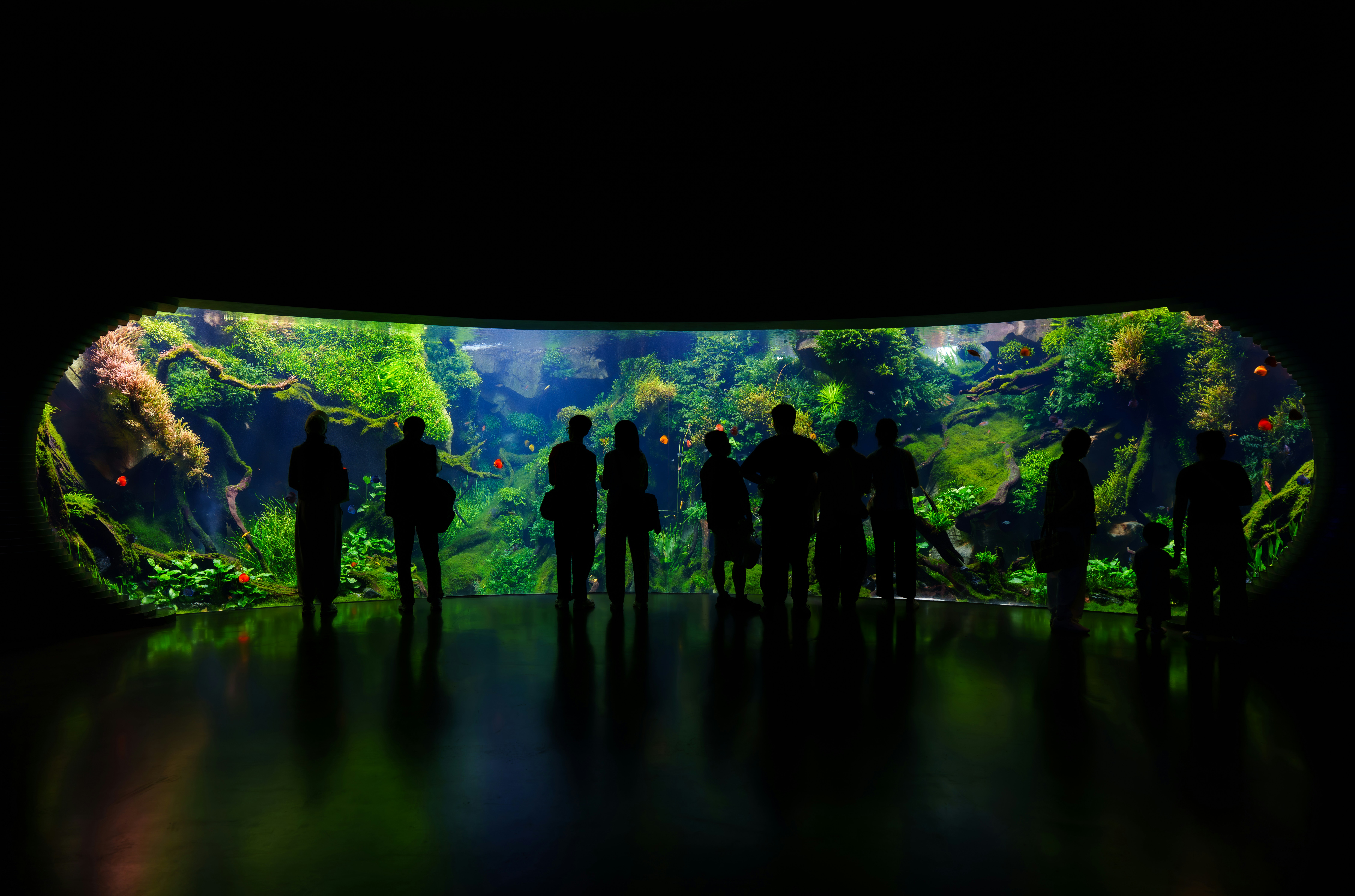 Silhouetted explorers before a vibrant, curved aquarium window