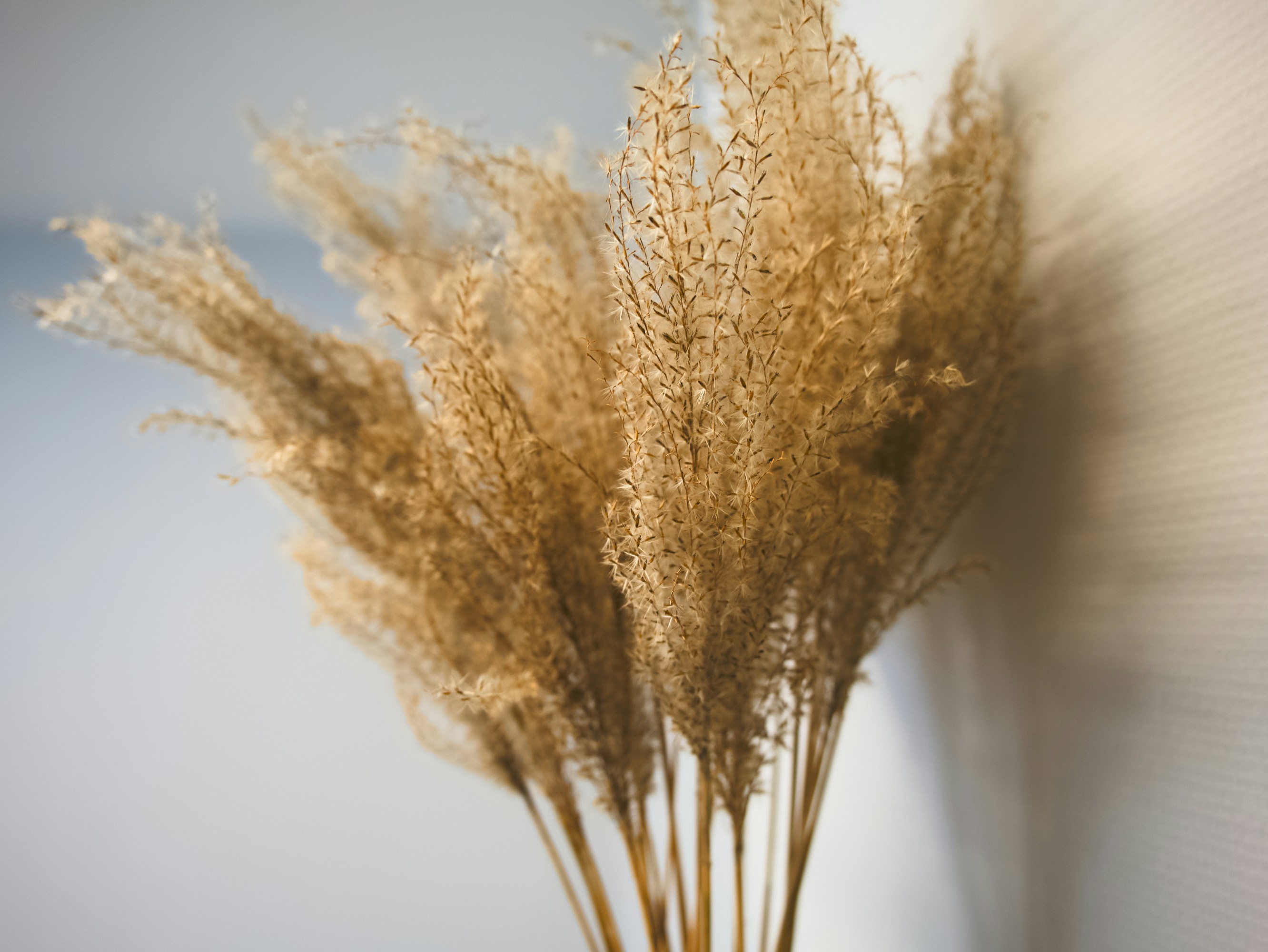 Golden Plumes in Soft Dawn Light